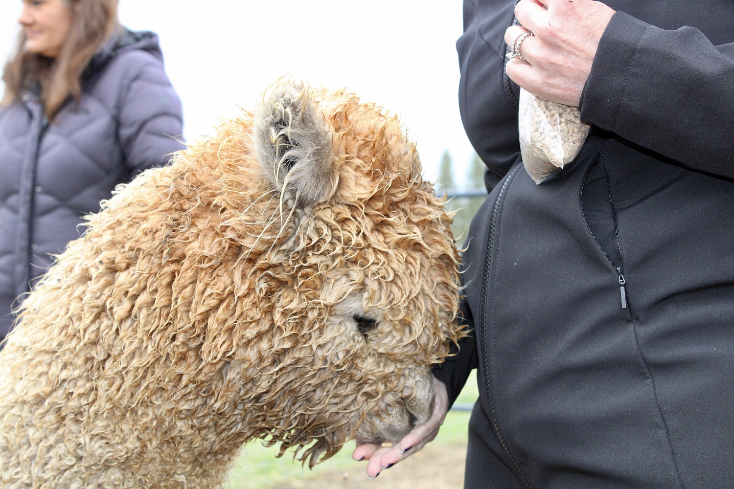 These friendly alpacas will eat out of your hand - mlive.com