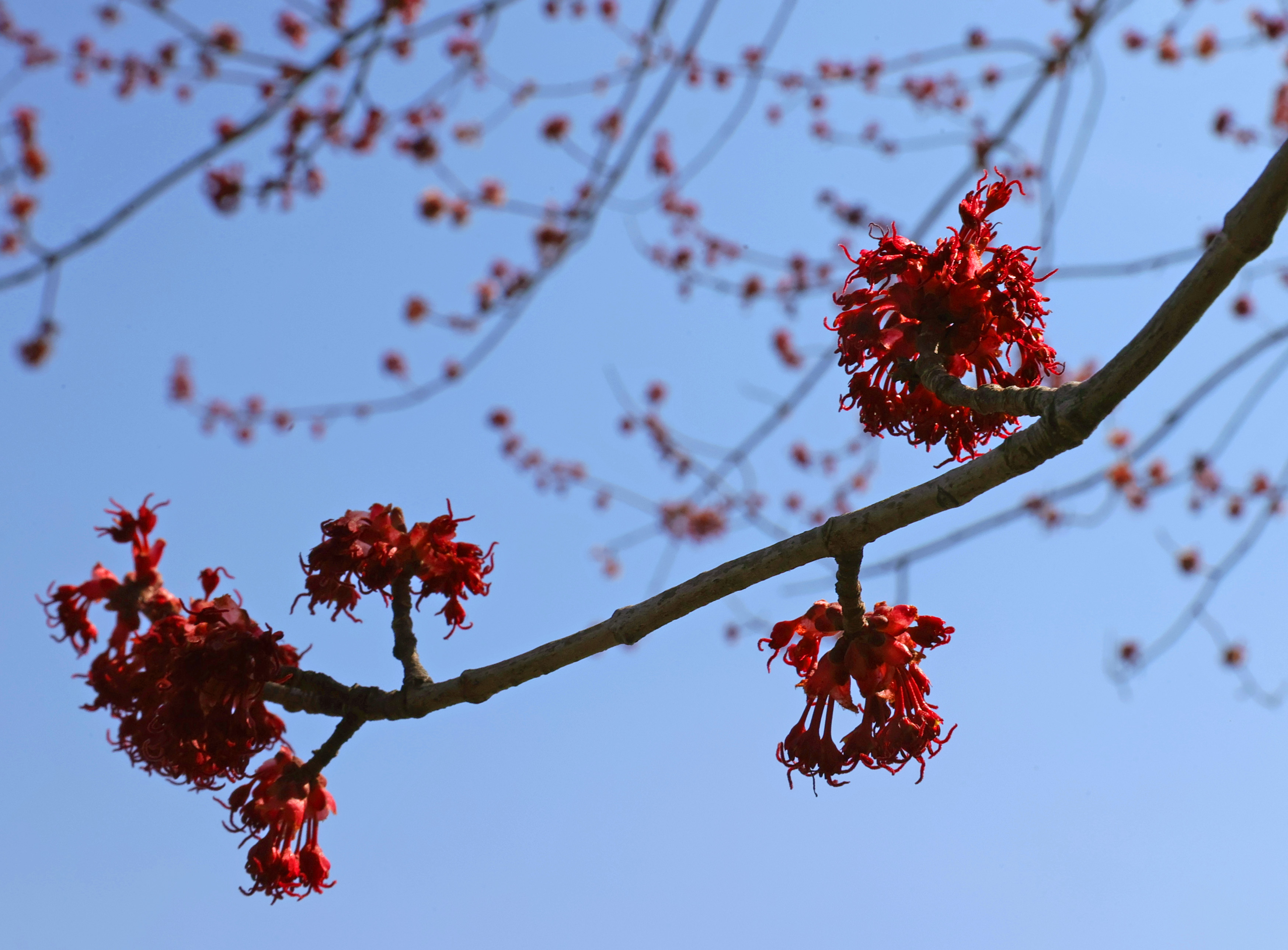 The beauty of Spring 2023 in Northeast Ohio - cleveland.com