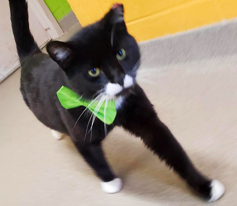 N.J. pets in need: March 28, 2022 - nj.com