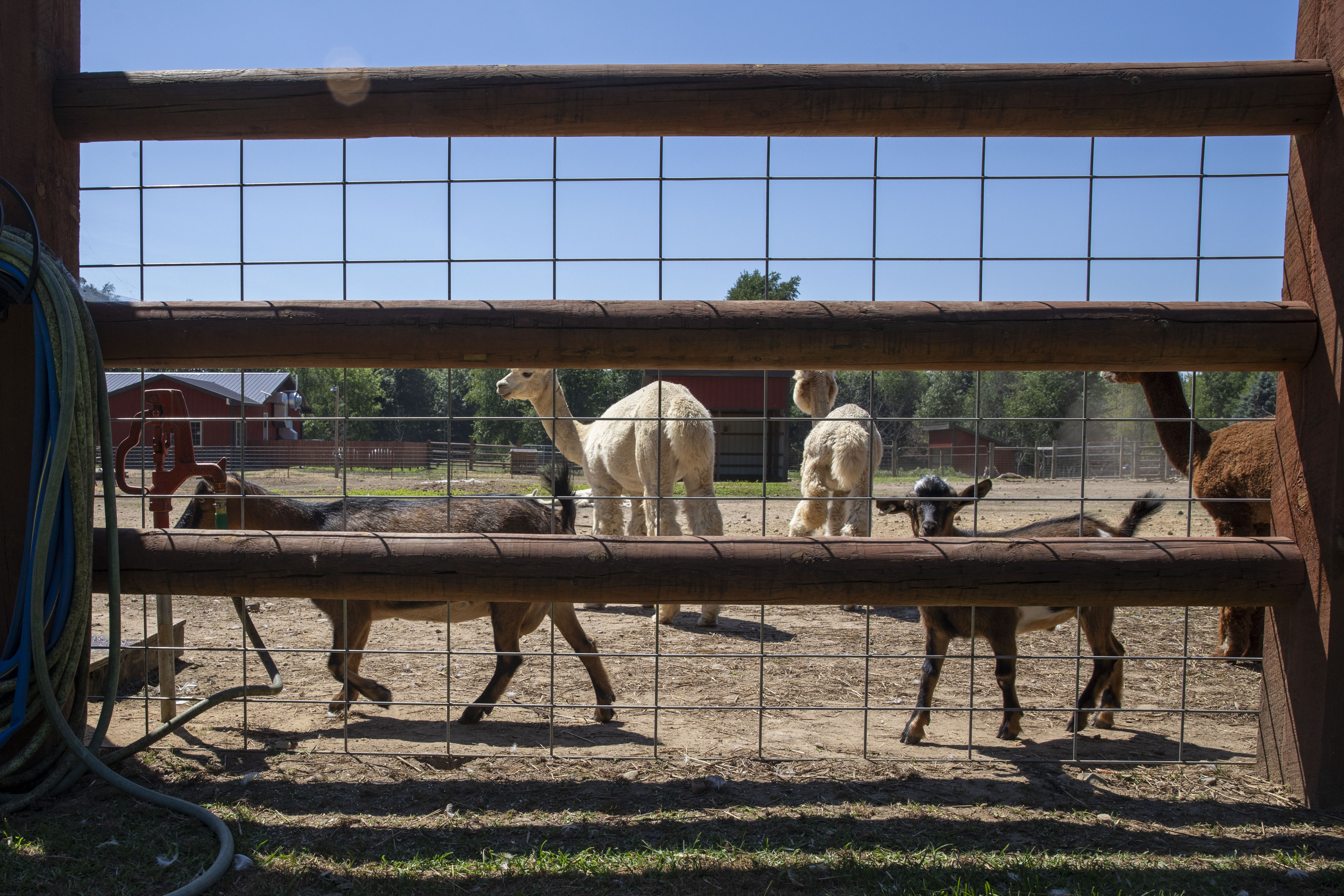 Lowry's Little Flock expanded its offerings last year with a small ...