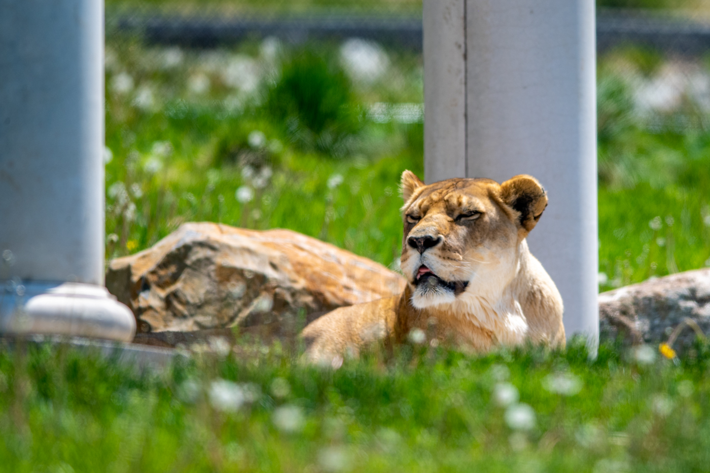 Hyperlocal Turtle Back Zoo - nj.com