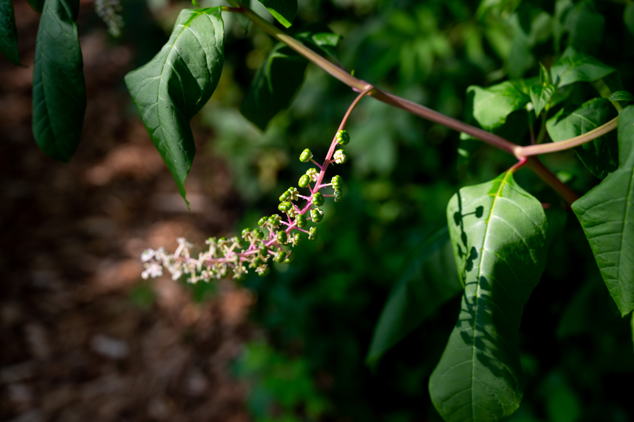 Native plant gardening in Washtenaw County - mlive.com