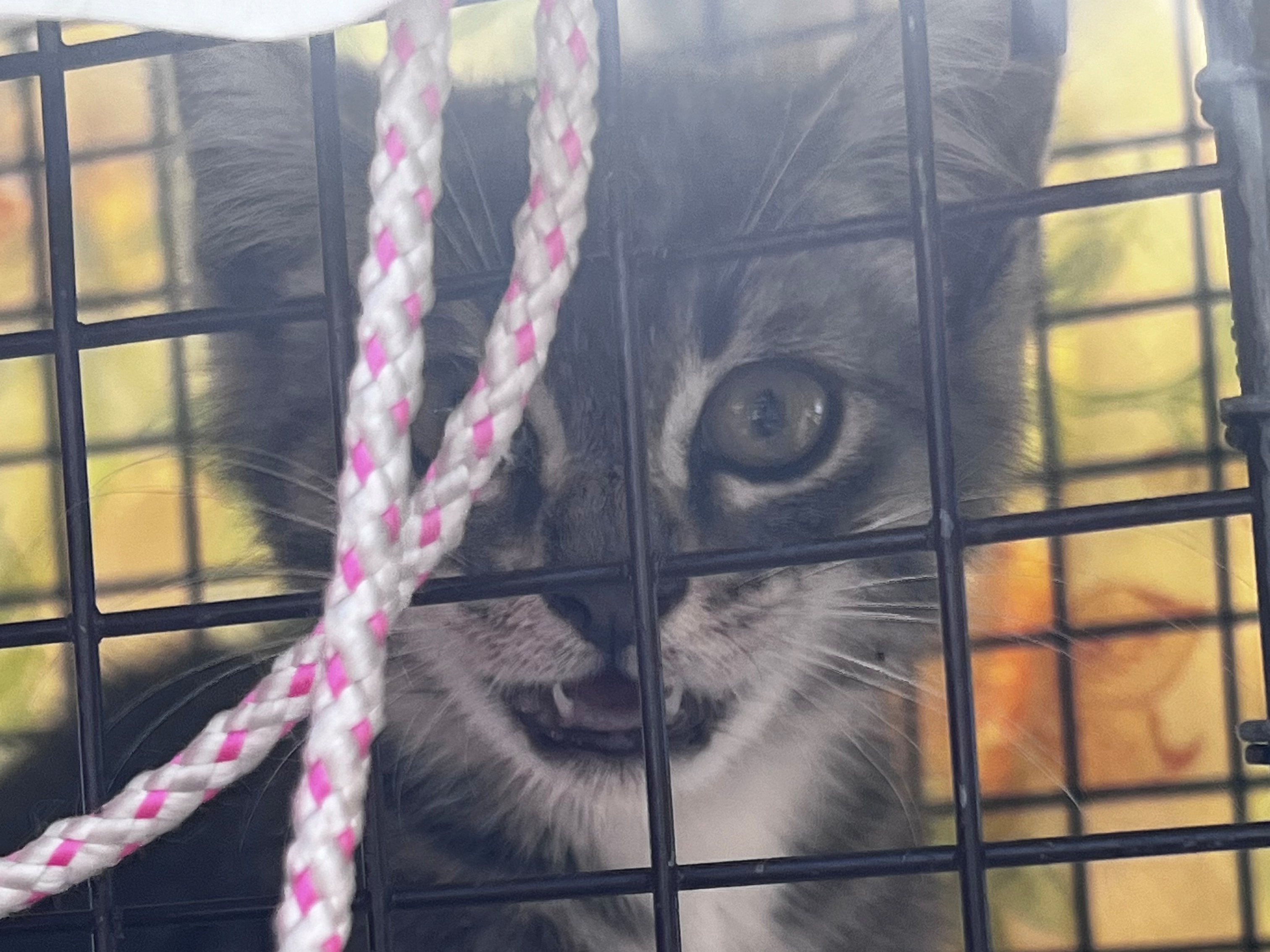 Wharf, kitten rescued from steep, rocky embankment below Fall River ...