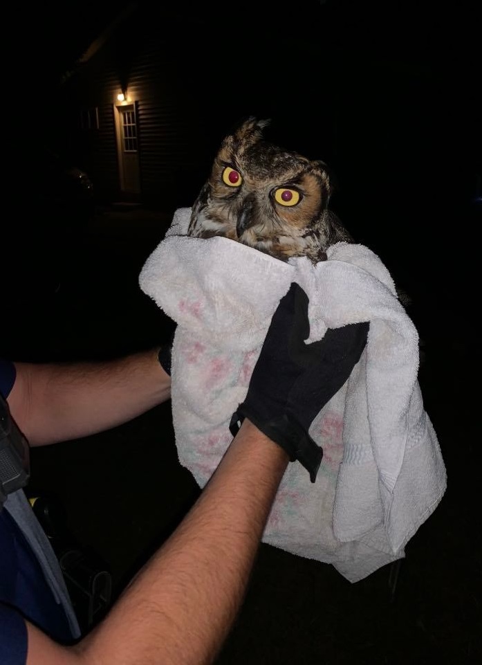 Police sergeant rescues wounded great horned owl from side of Bay ...