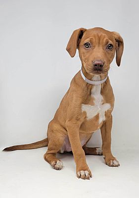 Early Spring? Let’s hope so. Open your doors to an adoptable pet. Feb 4 ...