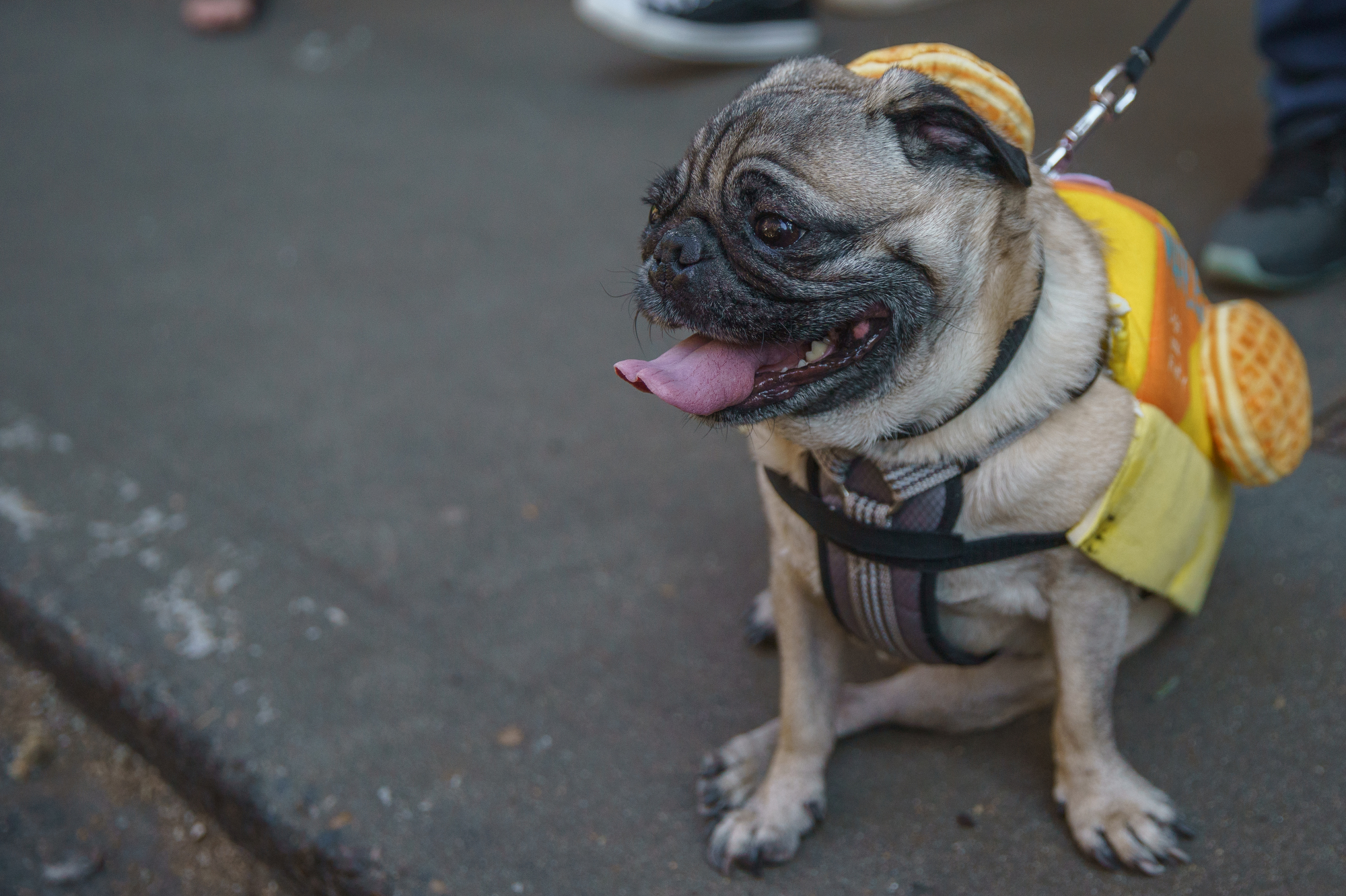 Portland Pug Crawl 2022 - oregonlive.com