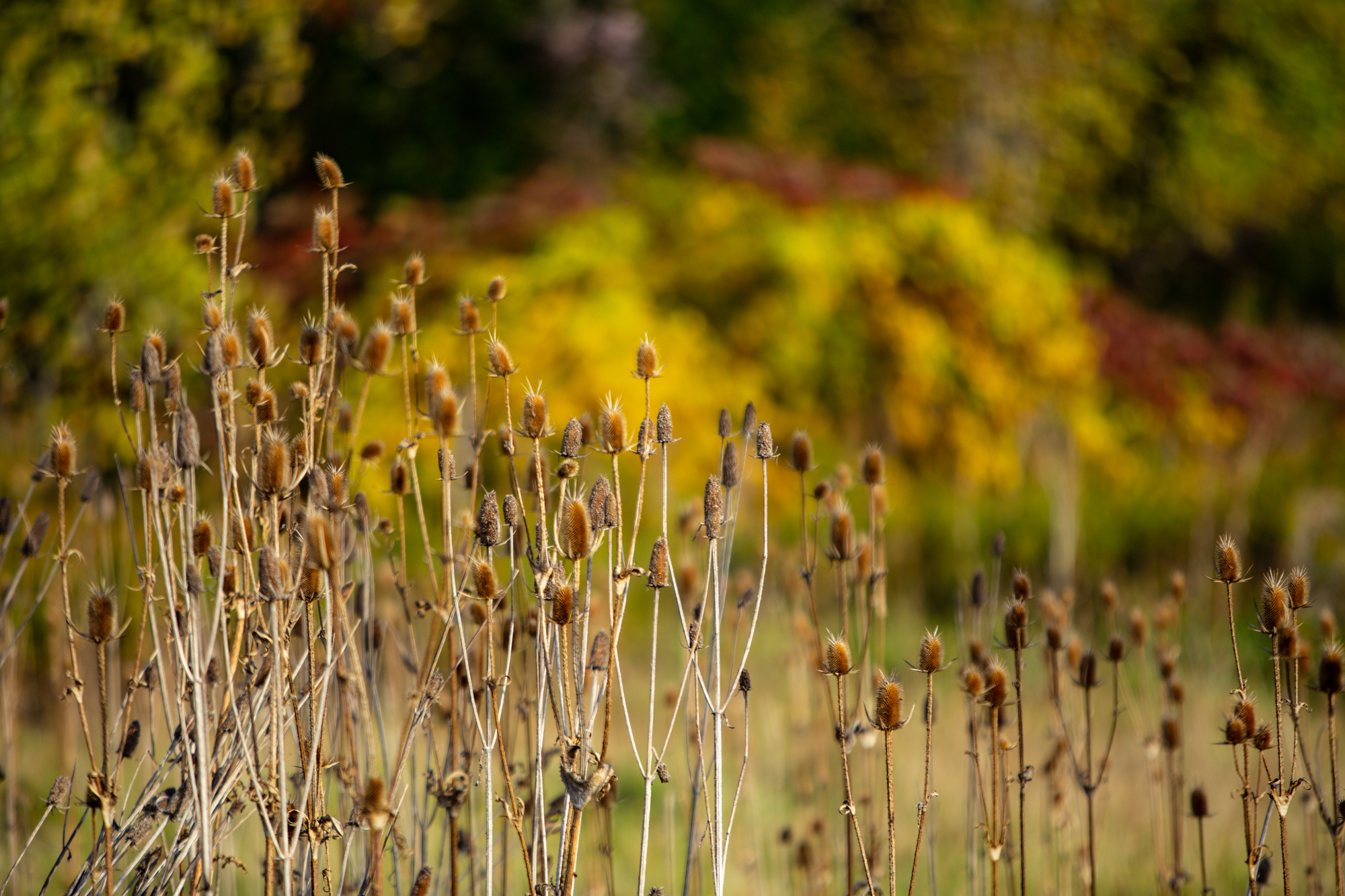Fall colors in Northeast Ohio in 2020 - cleveland.com