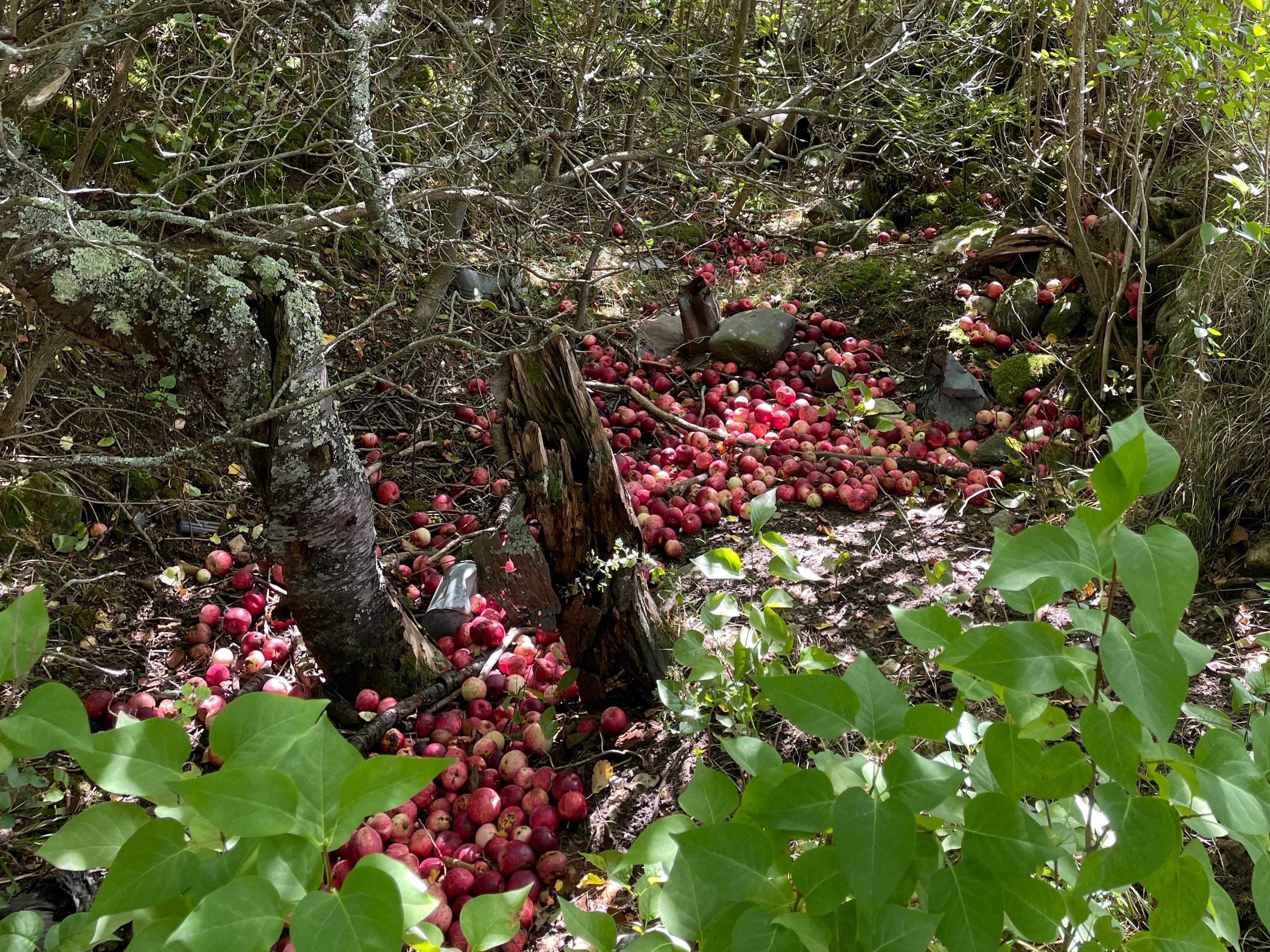 Bellaire cidery forages wild apples on Beaver Island - mlive.com