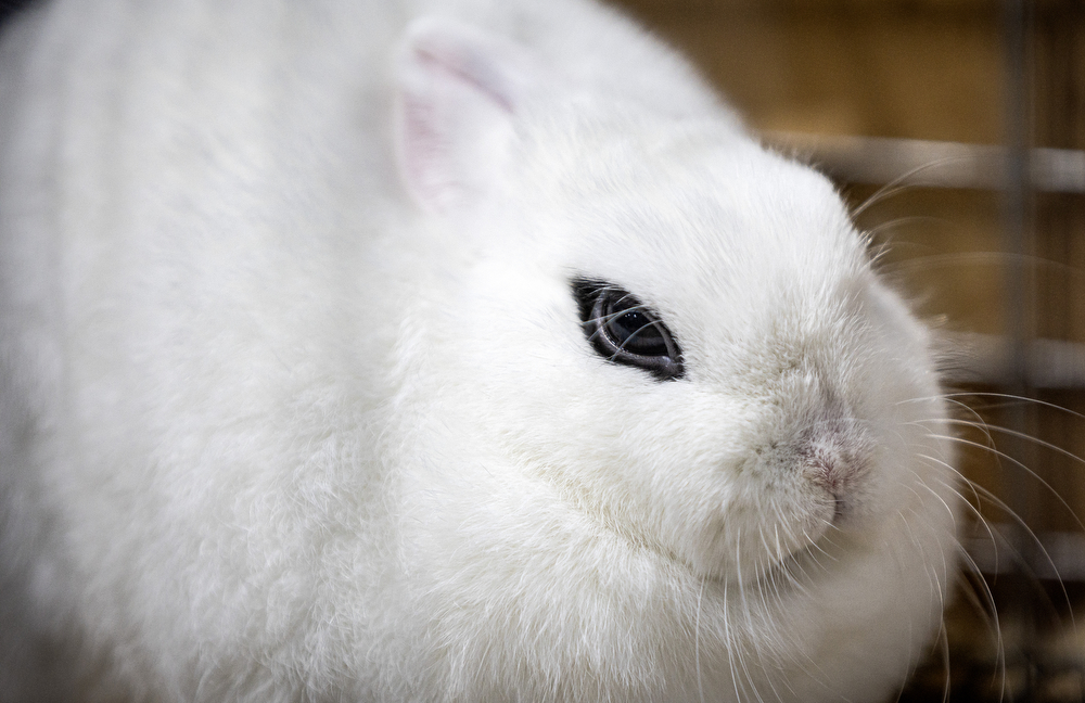 Rabbits at the Pa. Farm Show - pennlive.com