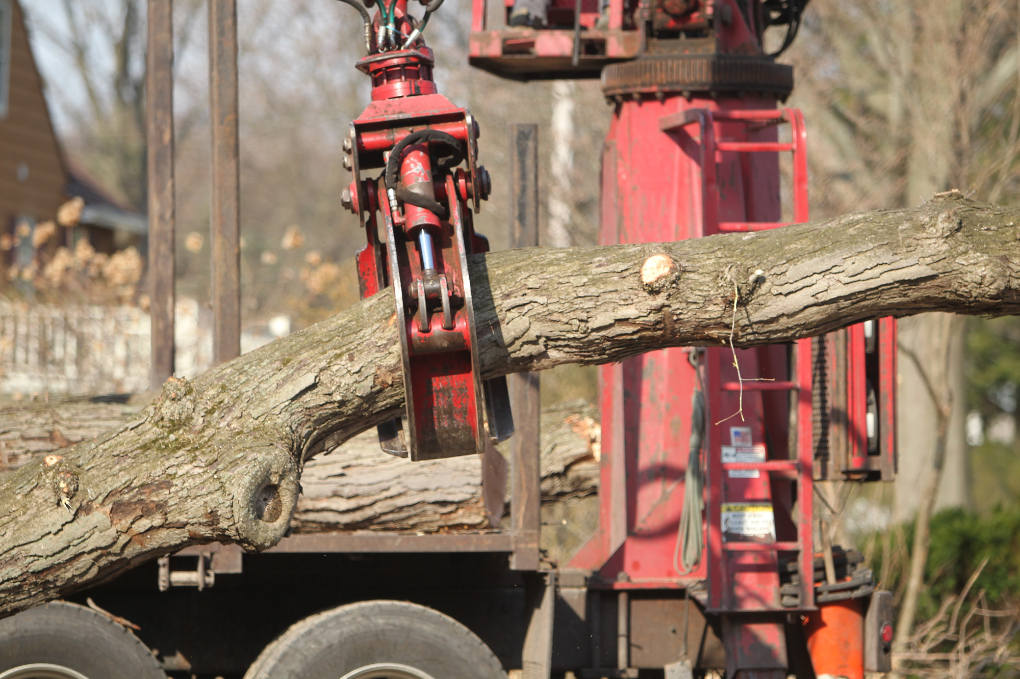 350-year-old oak tree cut down in Bay Village - cleveland.com