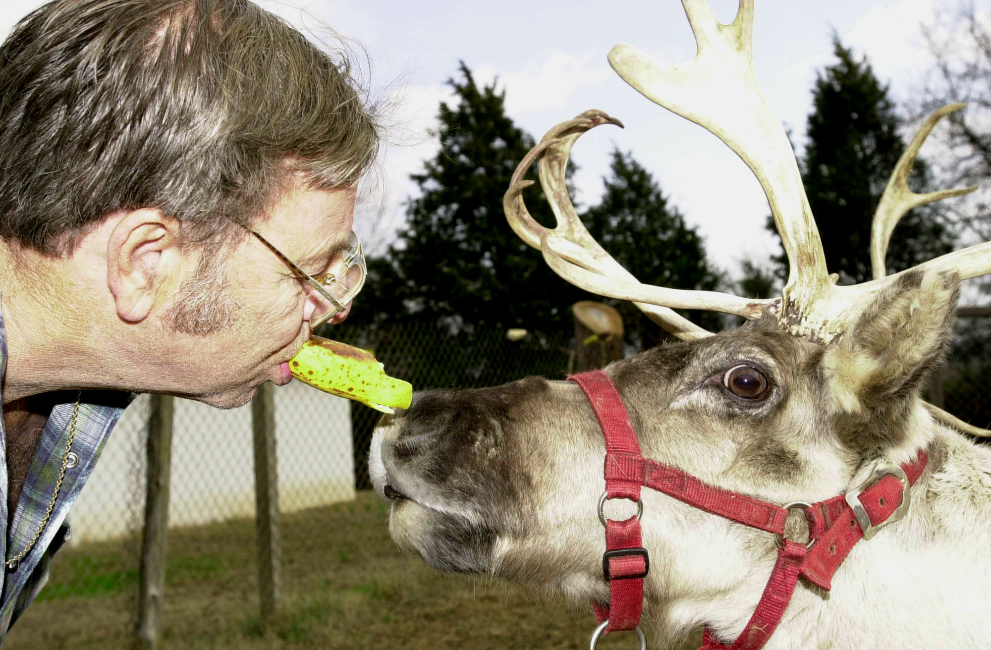 Prancer reindeer store