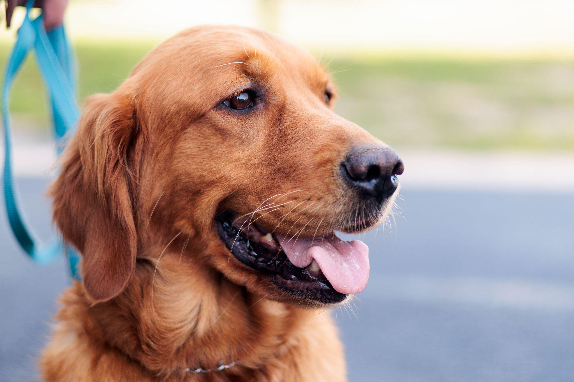 Mindy the Therapy Dog at Brick Elementary School - mlive.com