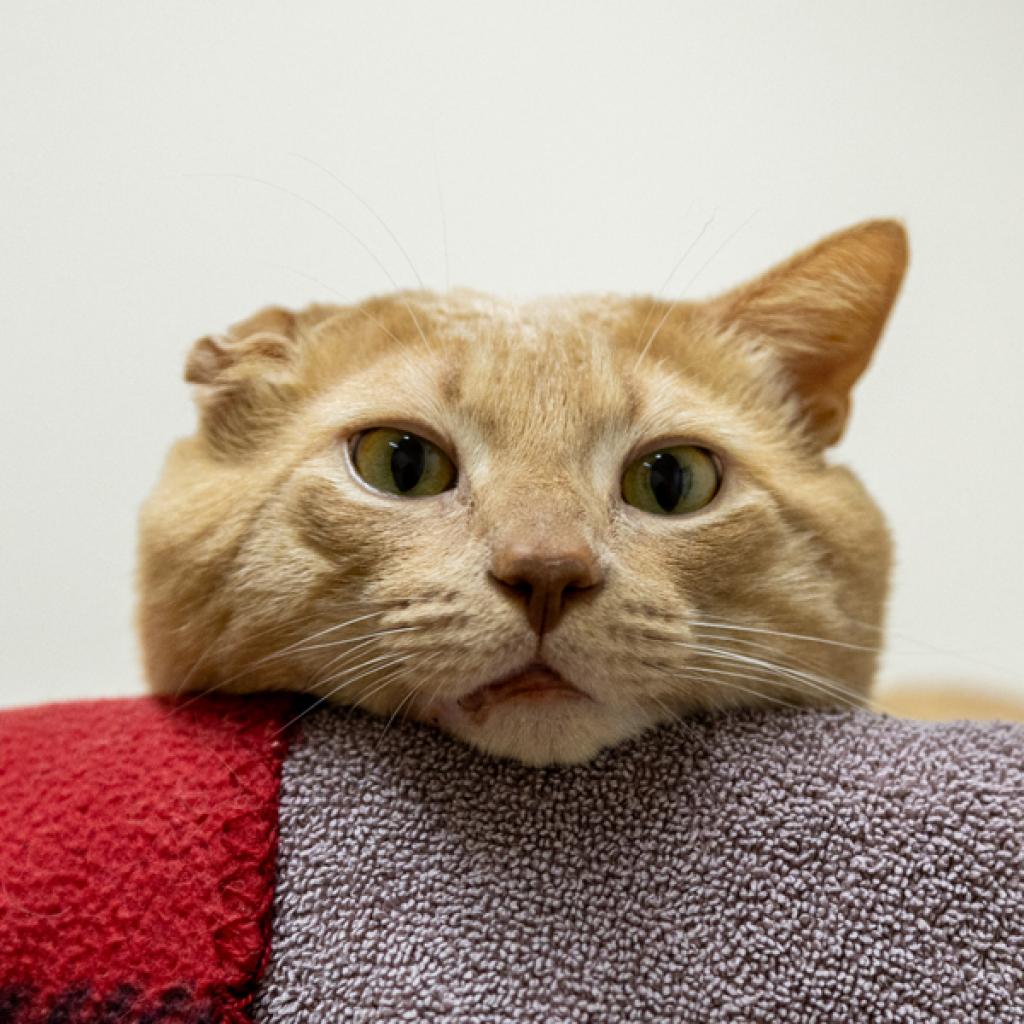 Cats With Deformed Ears