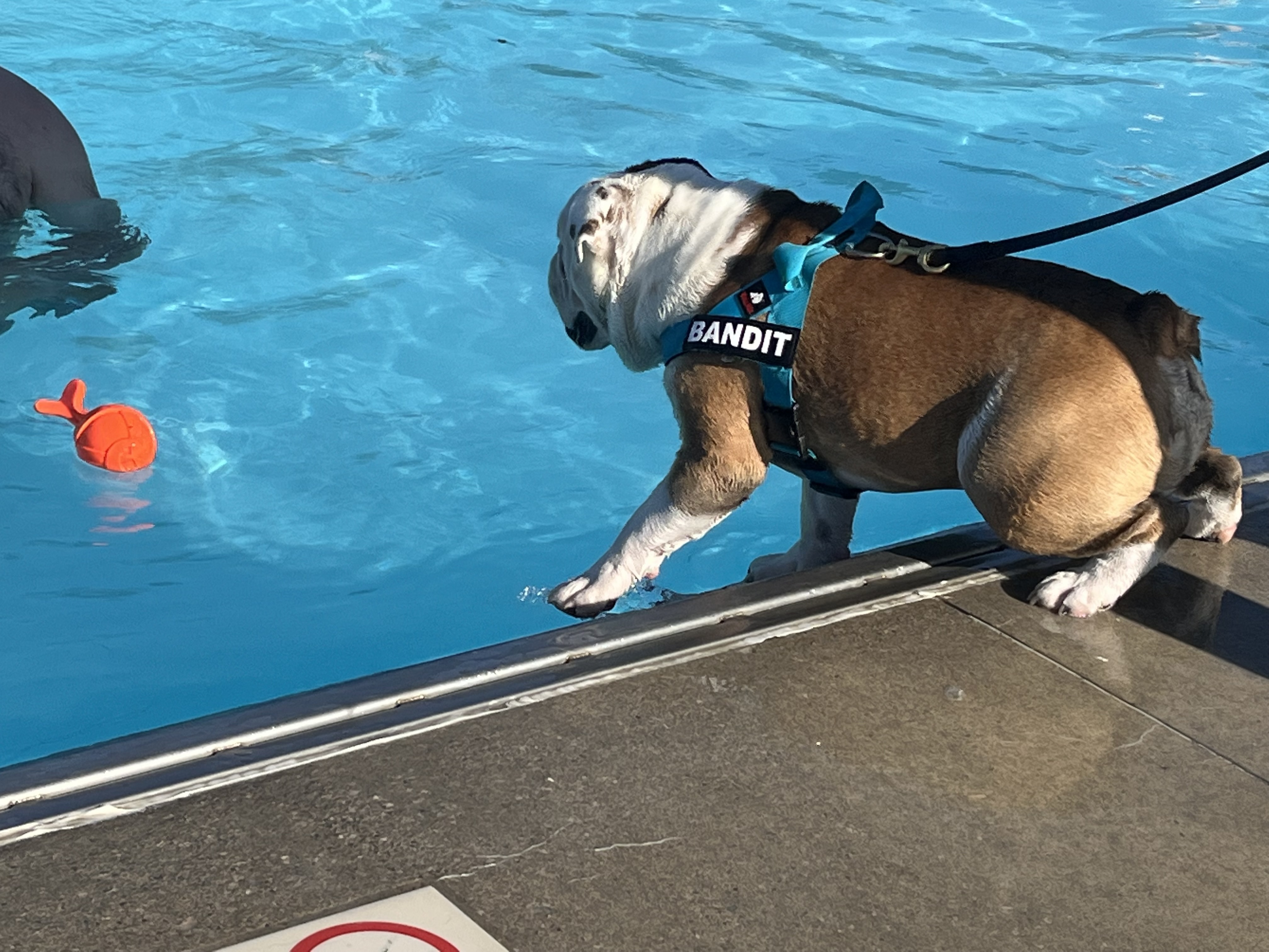 Dog swim at Lakewood's Madison Park - cleveland.com