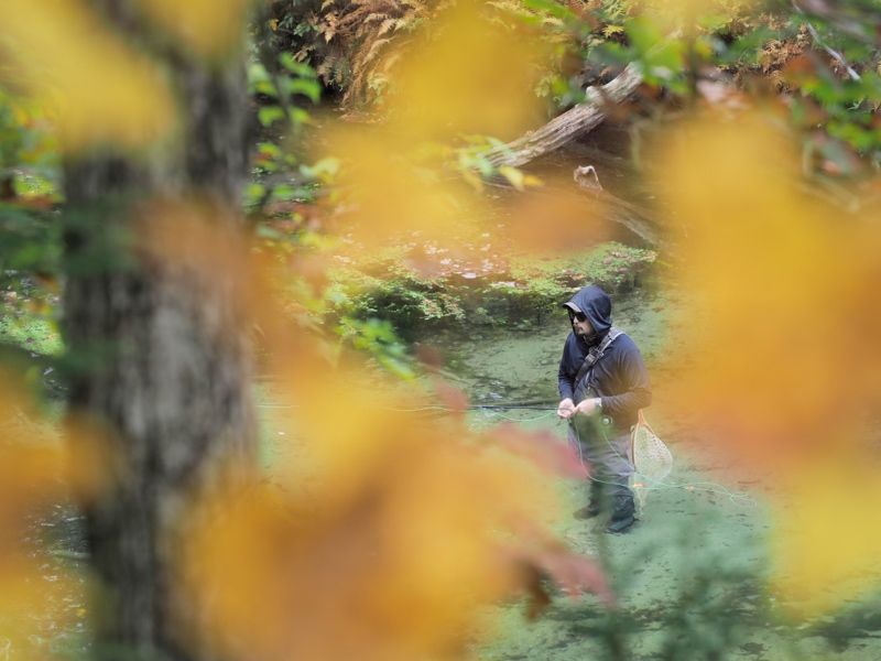 Fall Foliage Time in Western Massachusetts - masslive.com