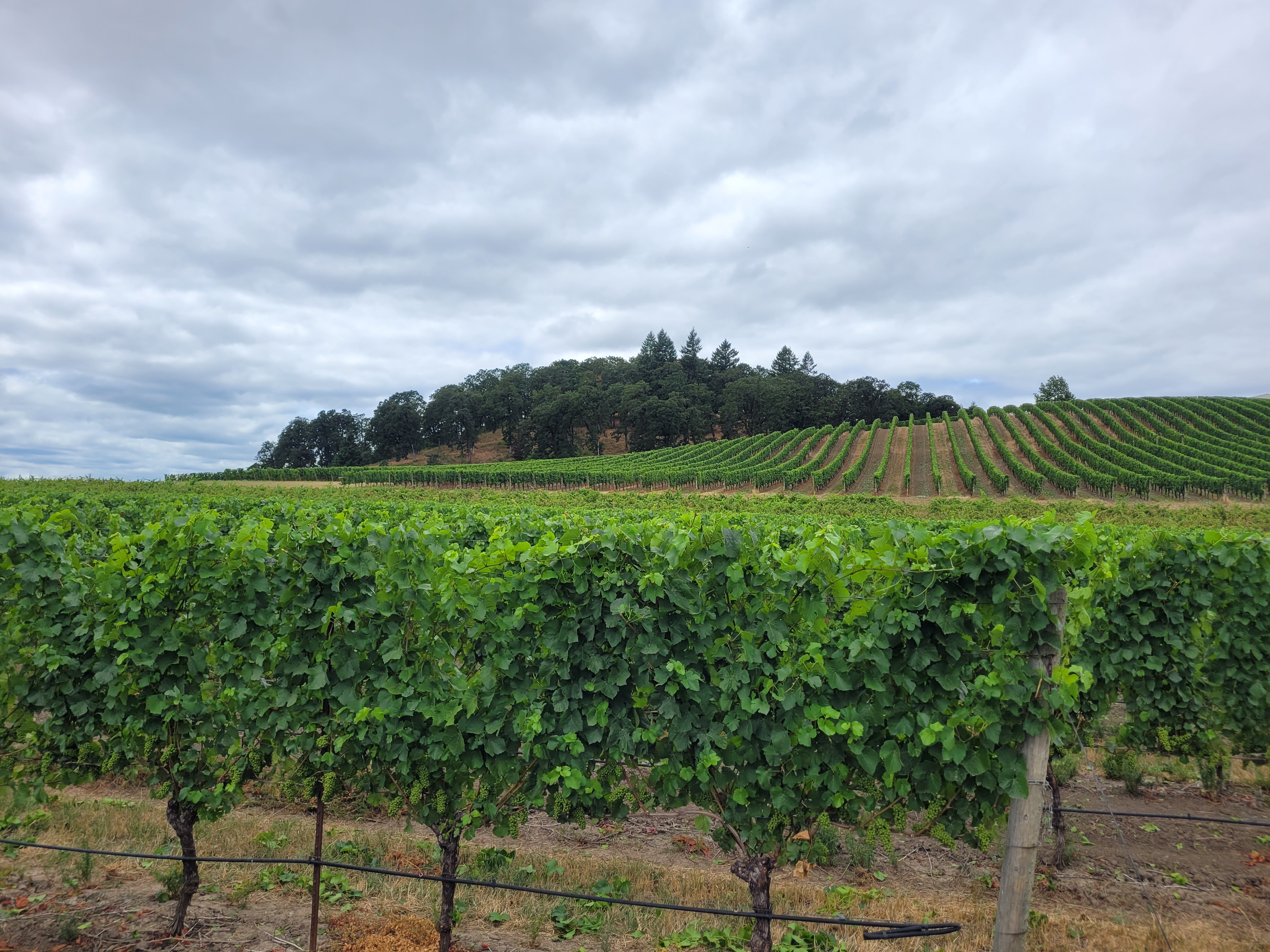Winery spotlight: Van Duzer Vineyards - oregonlive.com