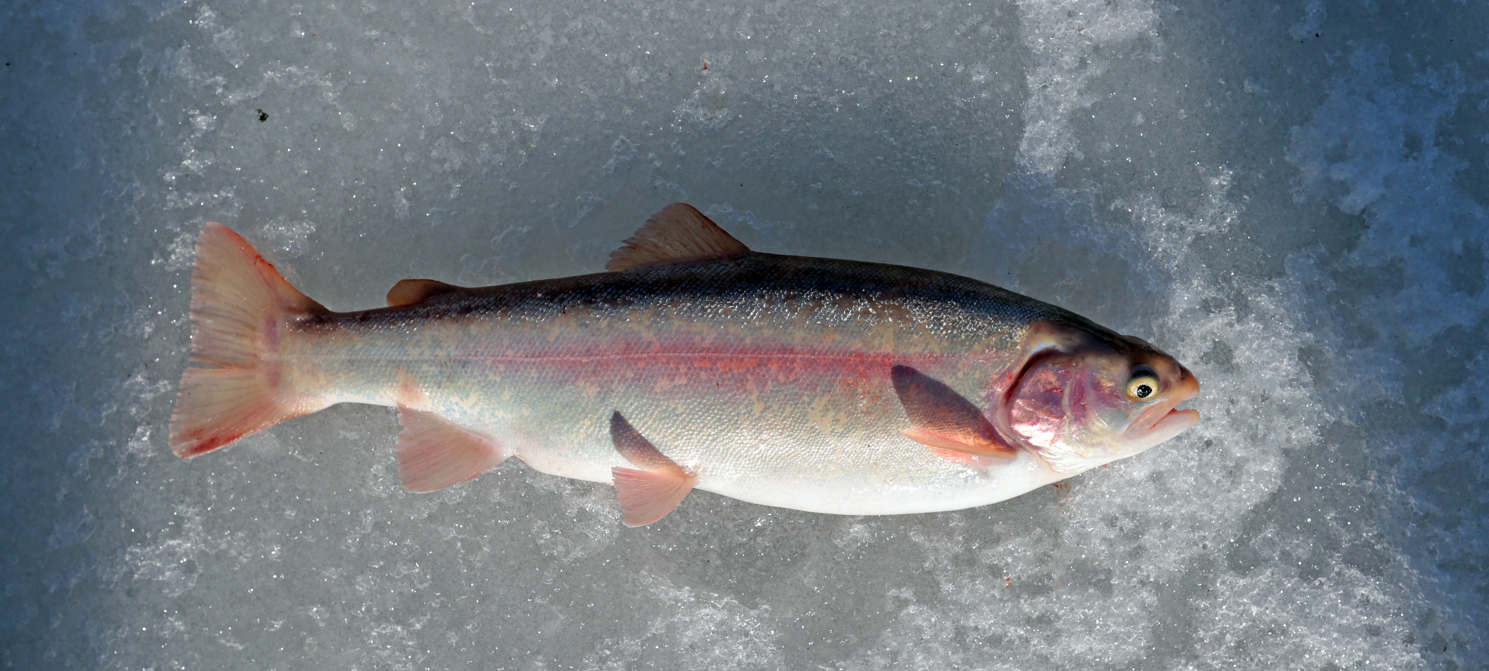 Ice fishing on Wallace Lake in Berea, February 2026 - cleveland.com