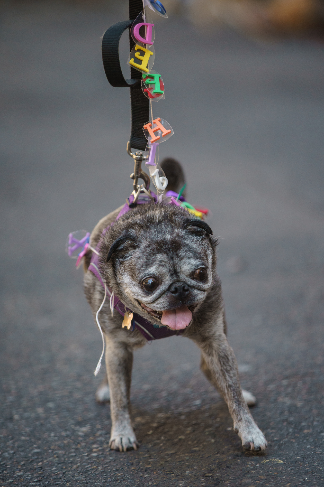 Portland Pug Crawl 2022 - oregonlive.com