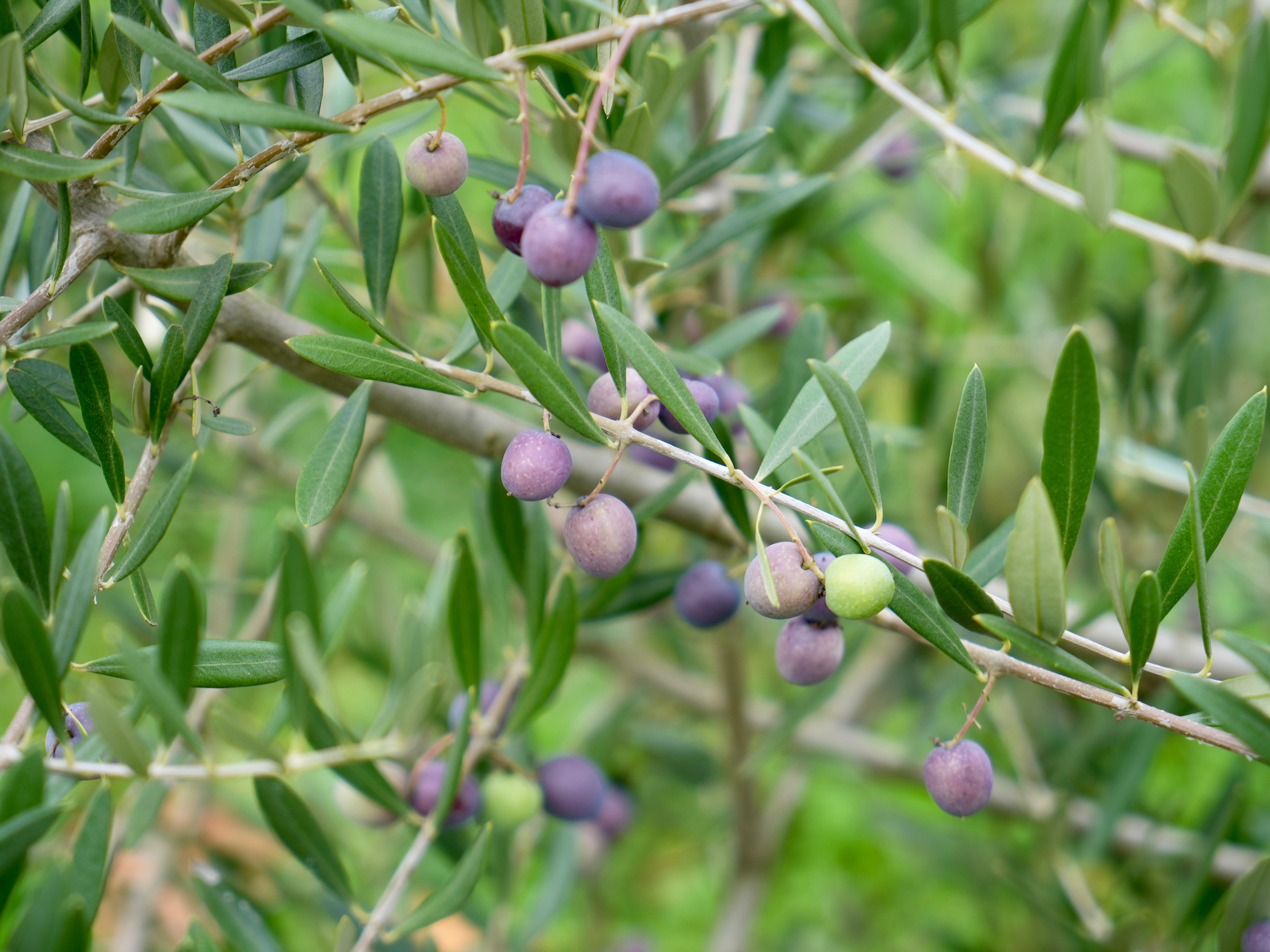 Durant Olive Mill - oregonlive.com