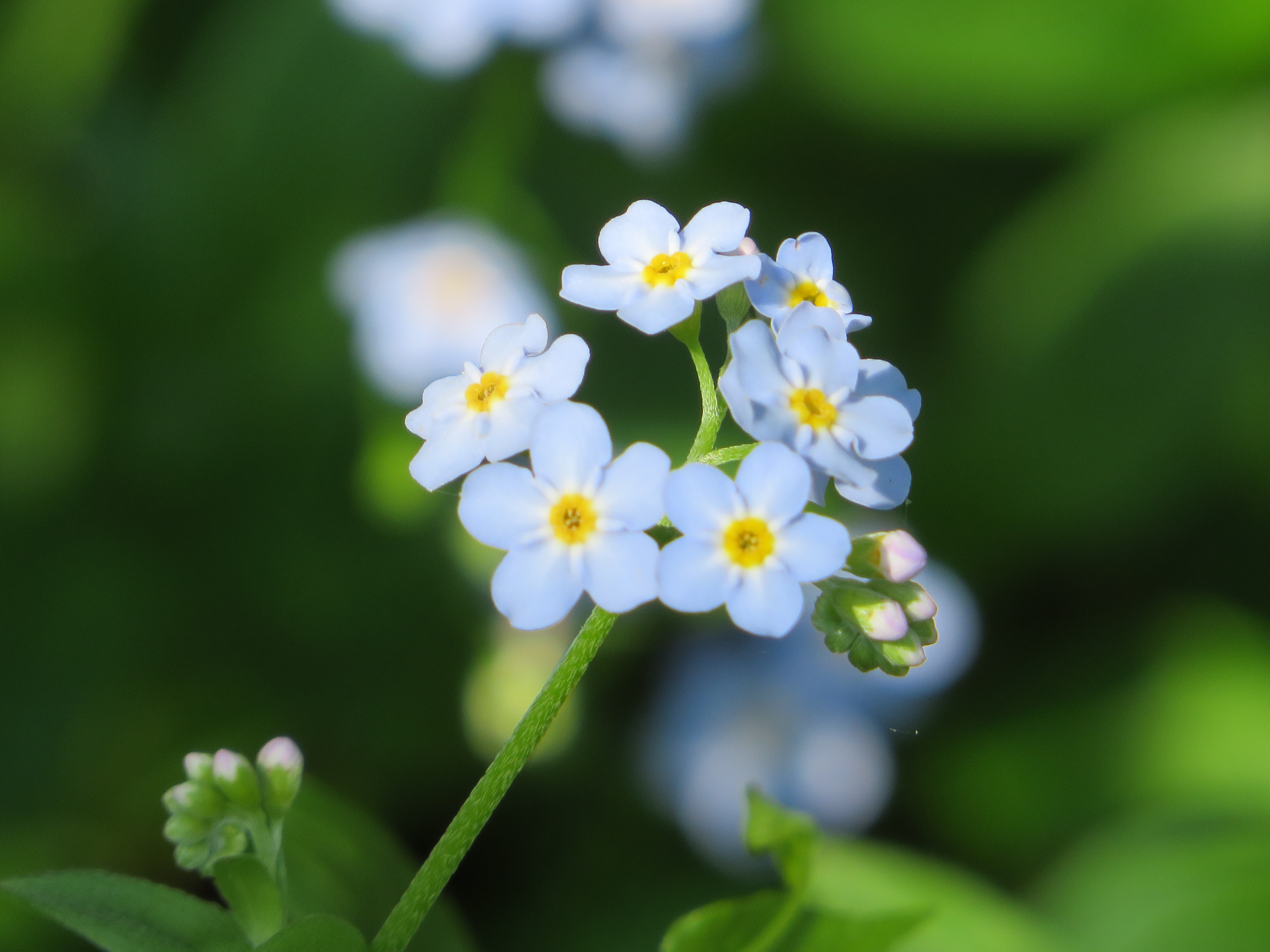 Michigan Invasive Flower