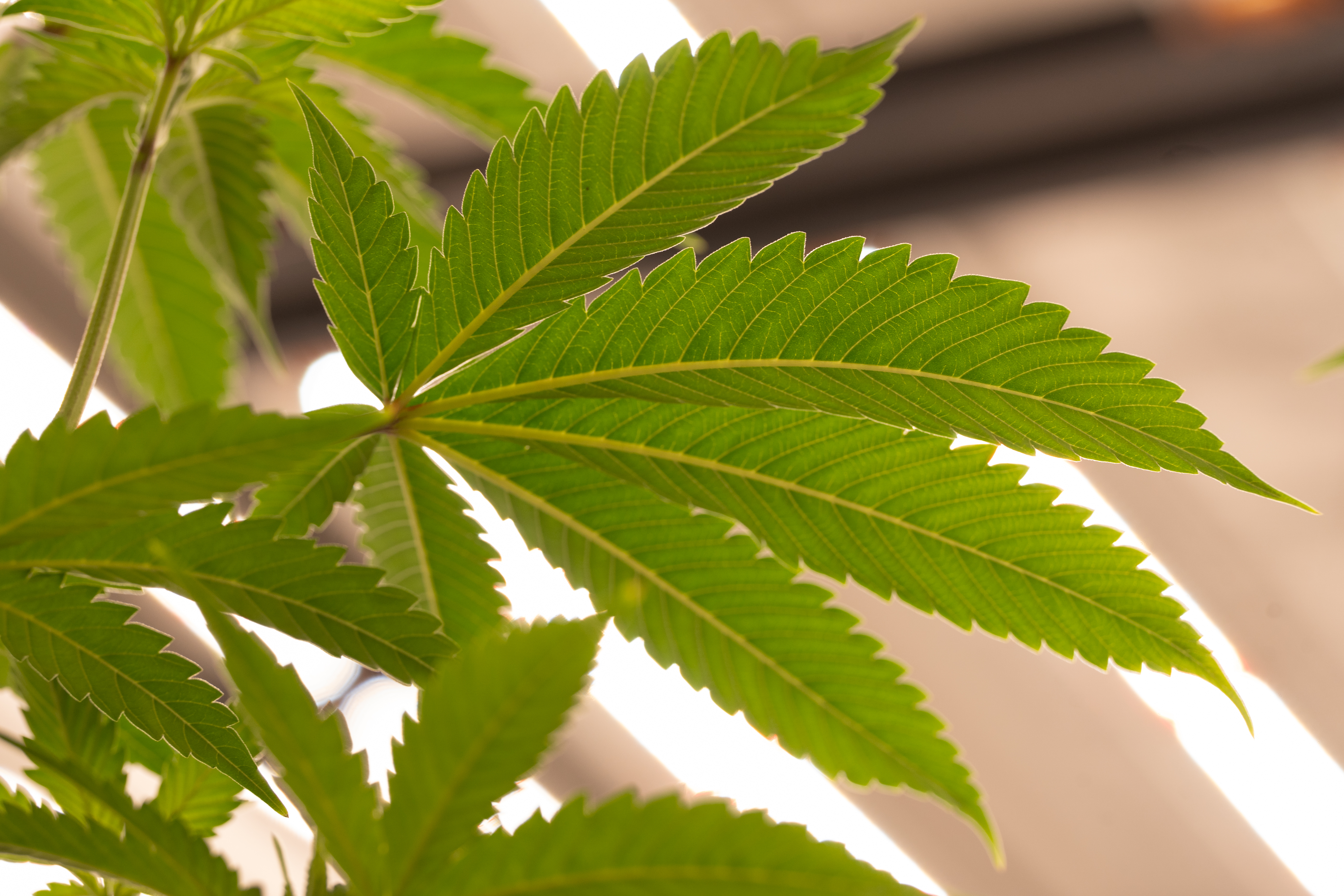 Tour of Verano's Central Jersey cannabis cultivation facility - nj.com