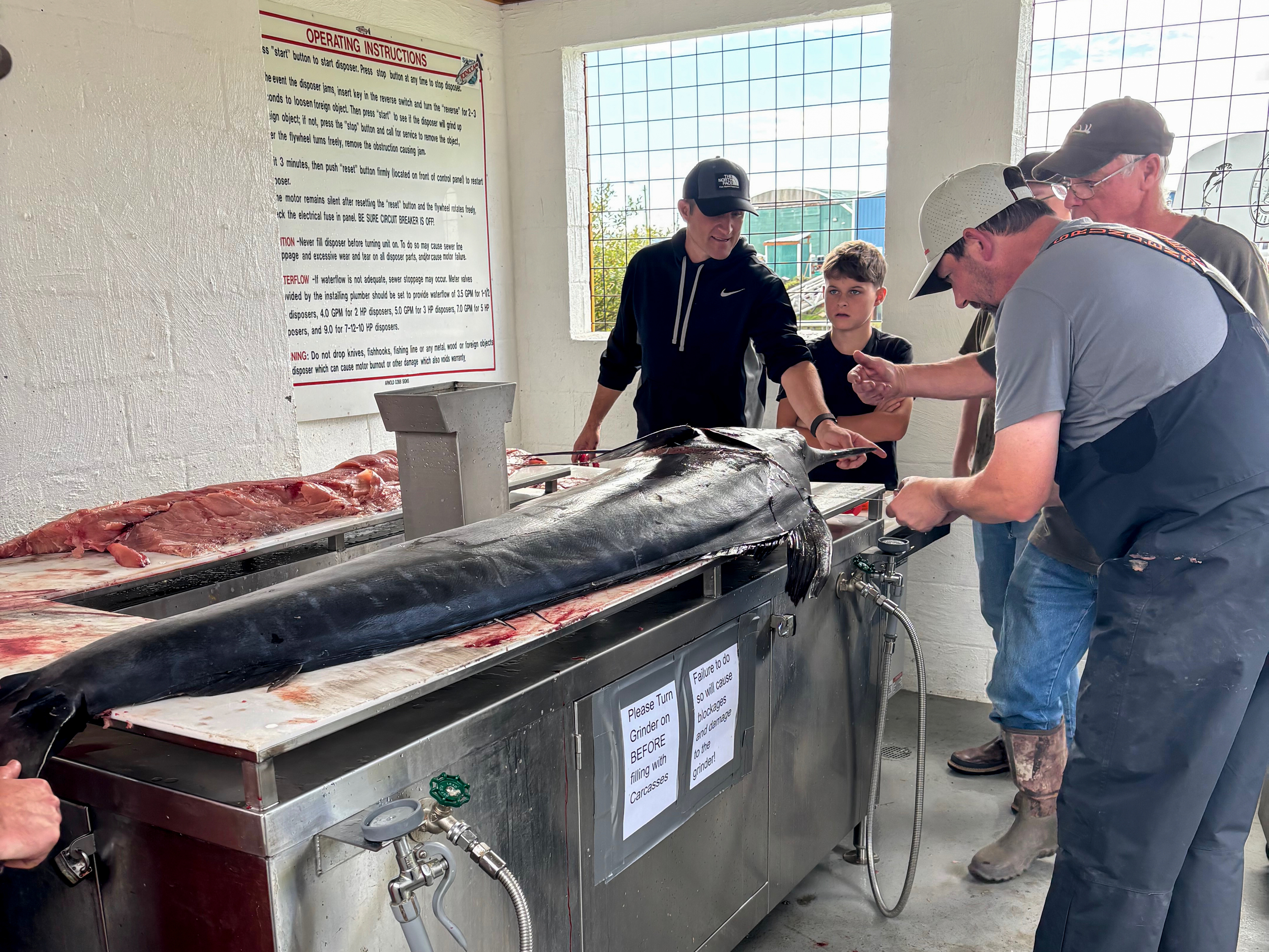 Hyper rare striped Marlin caught off Oregon's coast - oregonlive.com