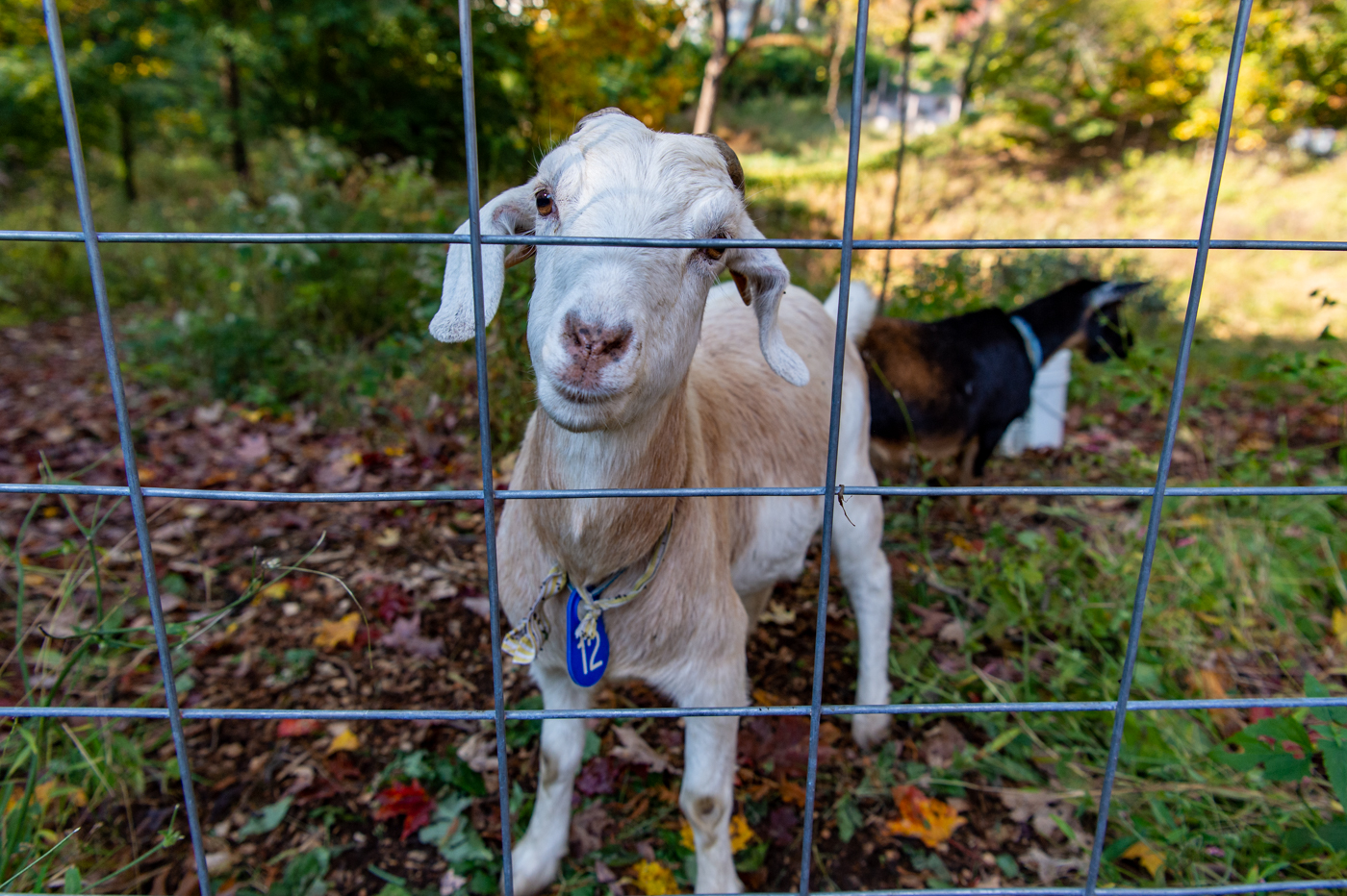 Hyperlocal Goats and Ghouls - nj.com
