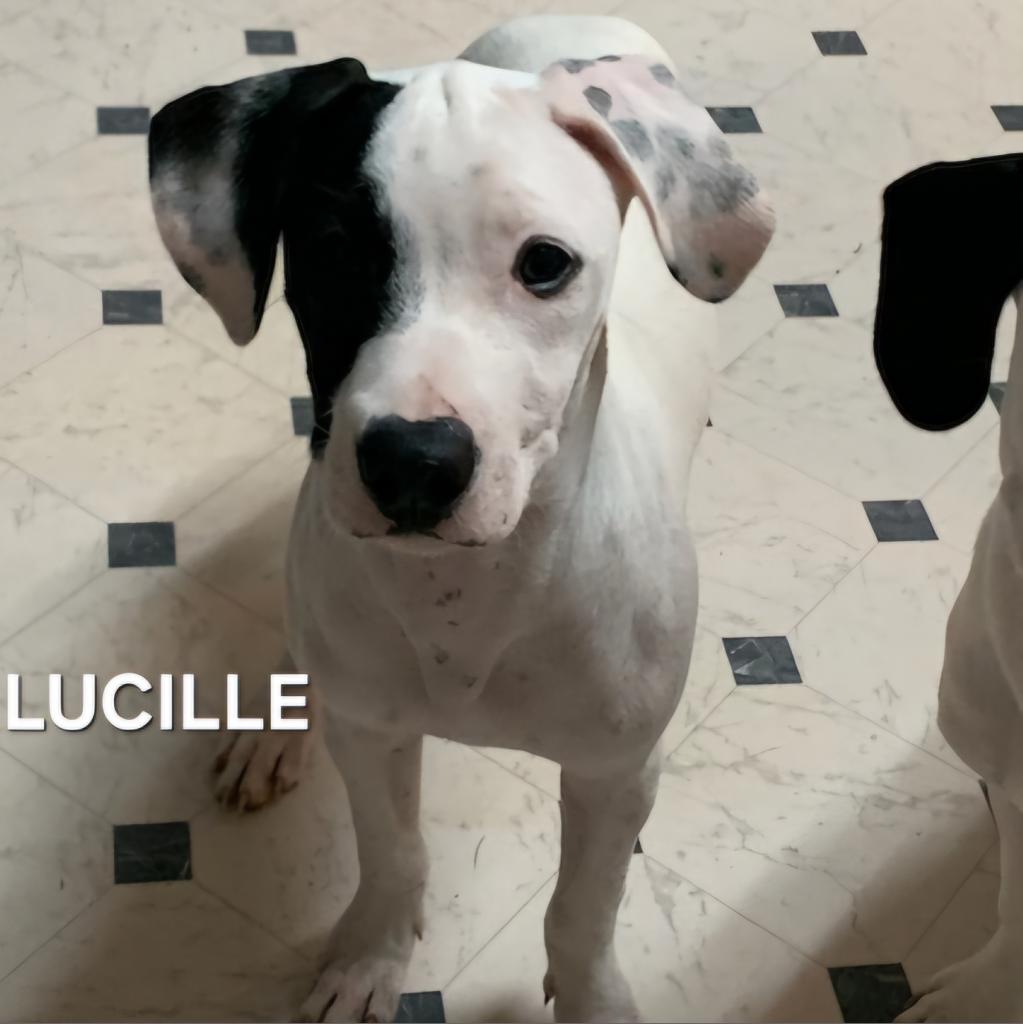 Local Animal Shelters Encourage Adoption of Lovable Pets Feb. 8-9 ...