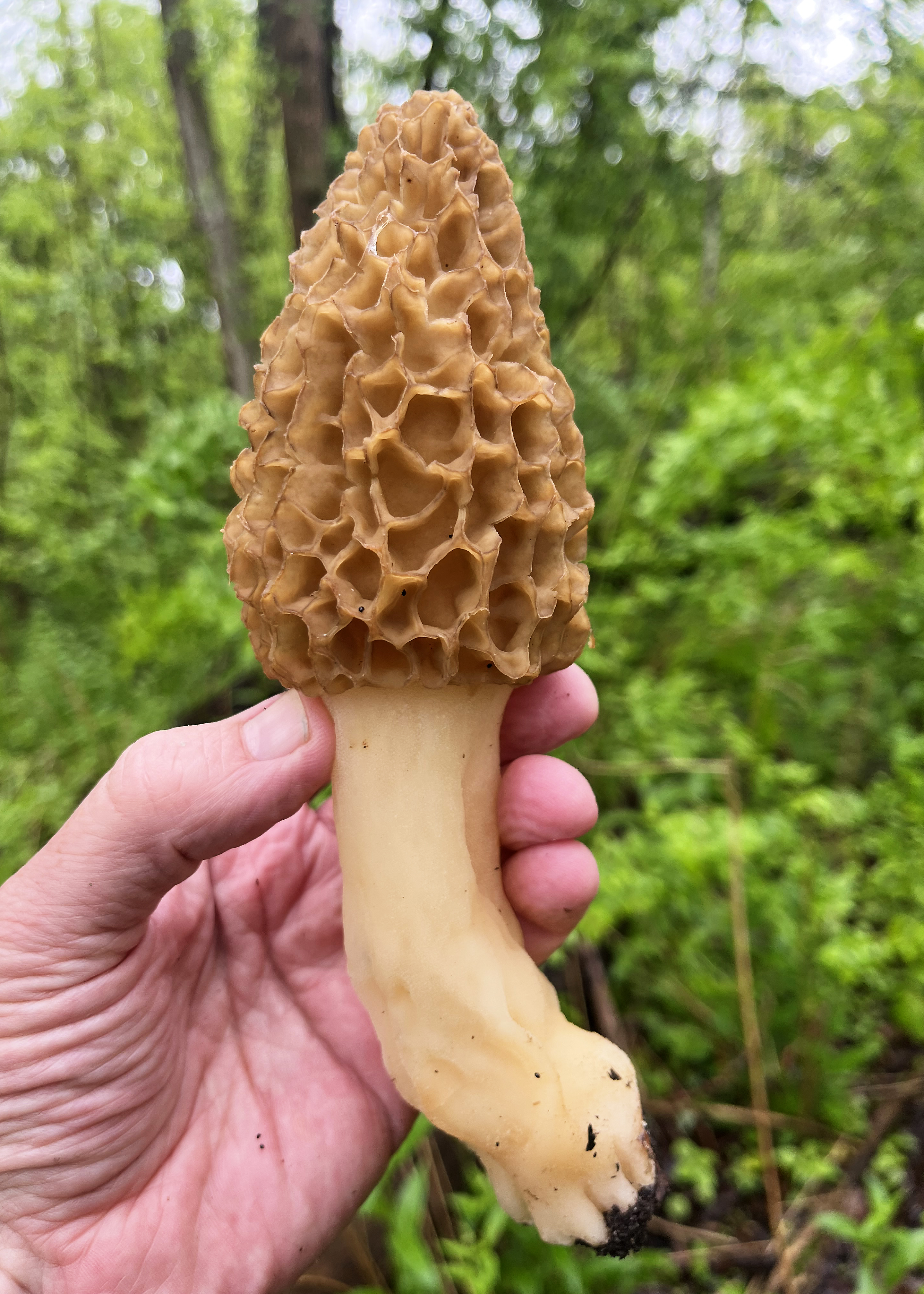 Giant Morel Mushrooms