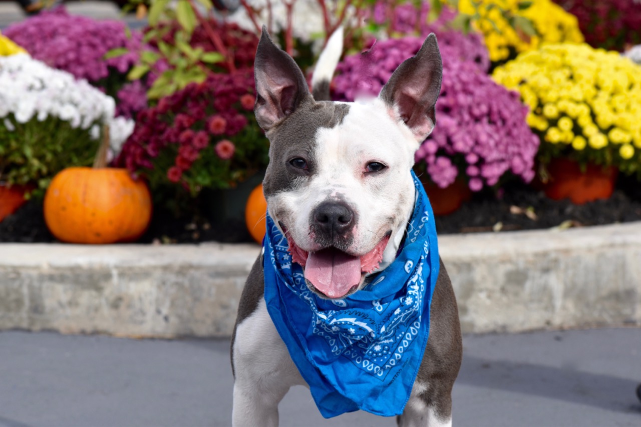 Let’s be thankful for these loving adoptable pets. They could change ...