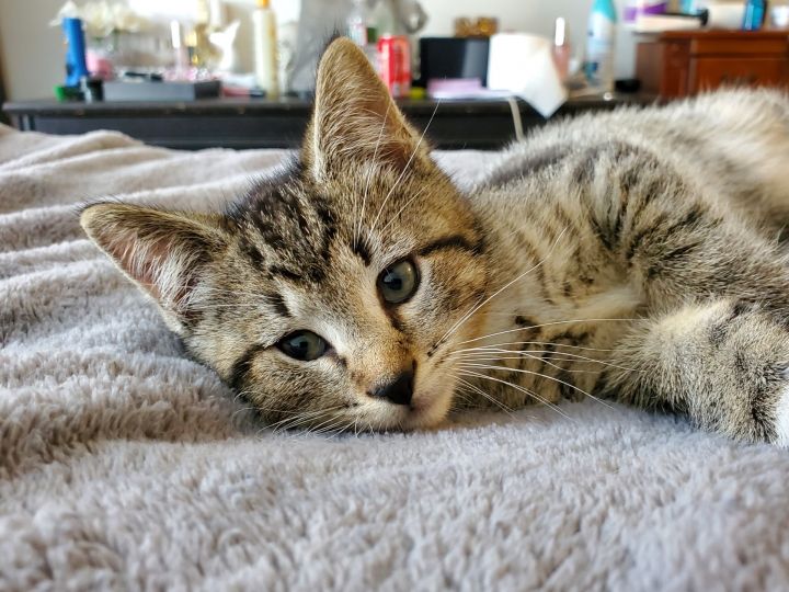 N.J. pets in need: Jan. 31, 2022 - nj.com