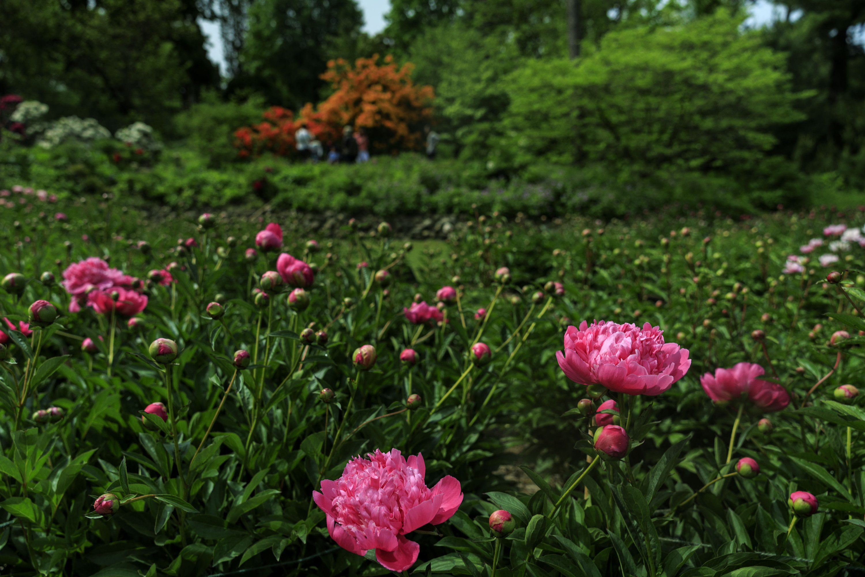 2025 Peony garden bloom at Nichols Arboretum - mlive.com