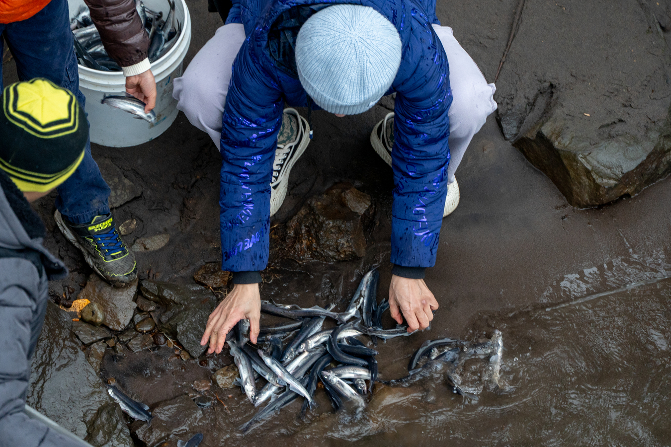 Sandy River smelt run 2025 - oregonlive.com