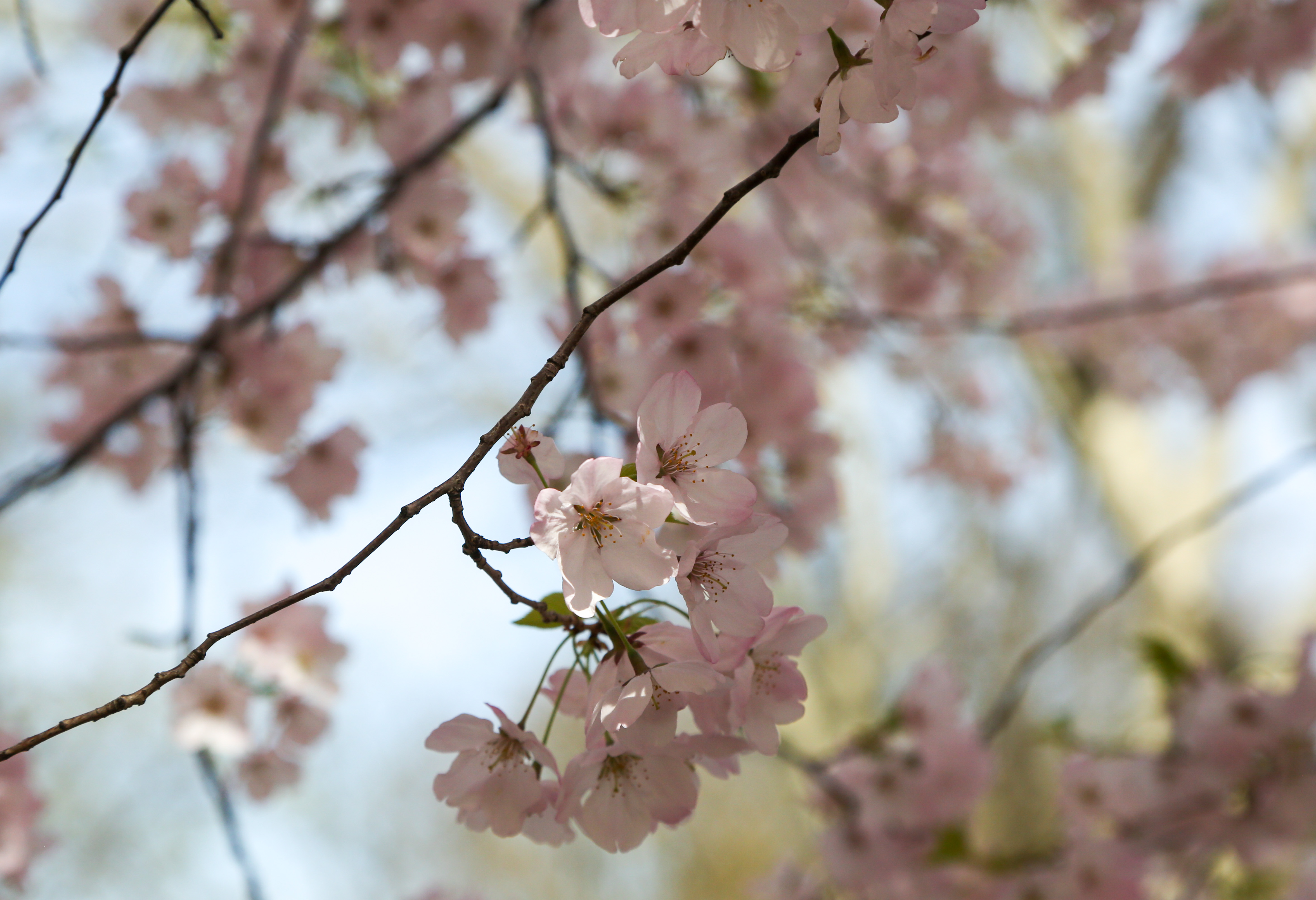 Cherry blossoms at Branch Brook Park in Newark on April 08, 2023 - nj.com