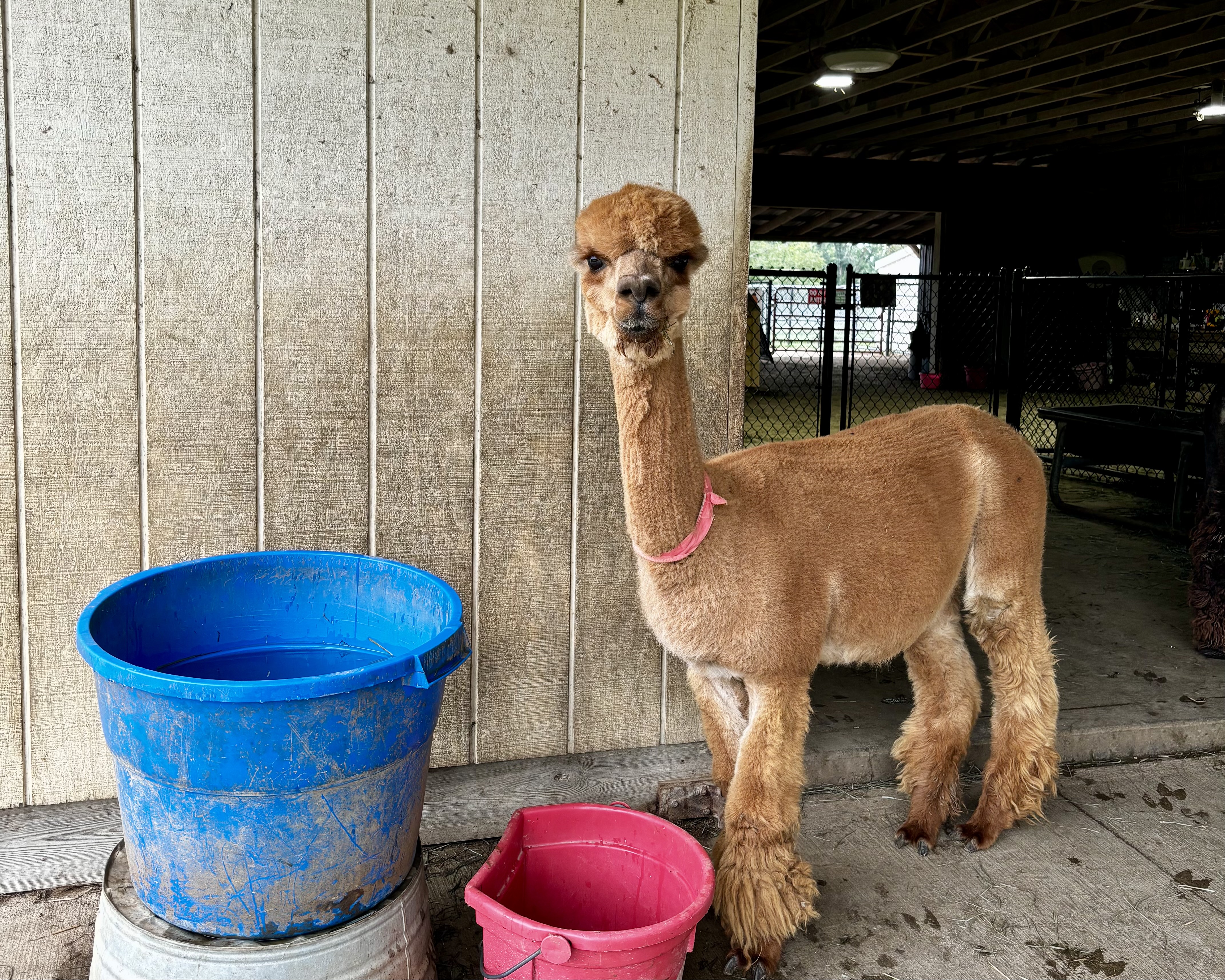 Majestic Meadows farm in Medina - cleveland.com