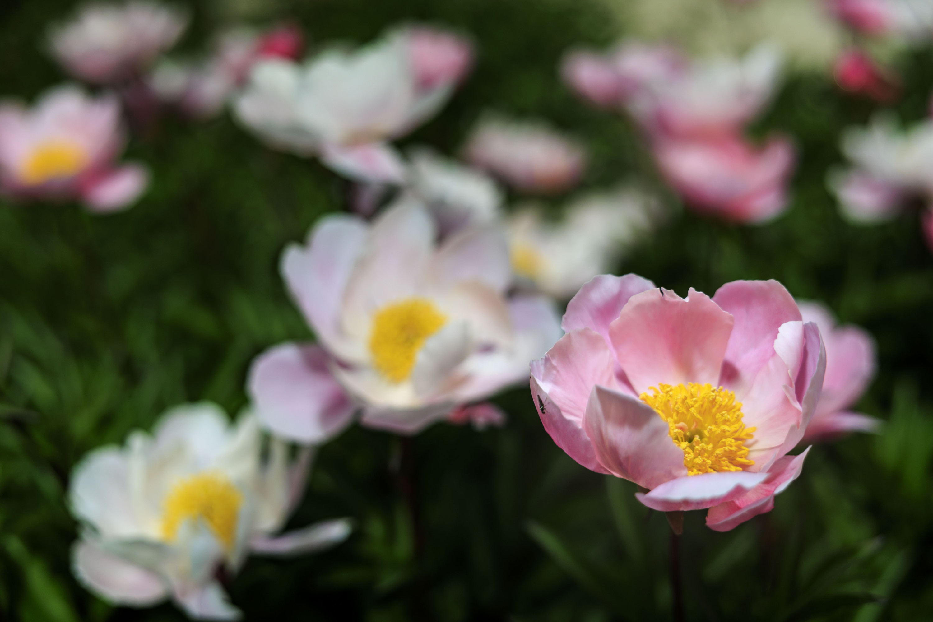 2025 Peony garden bloom at Nichols Arboretum - mlive.com