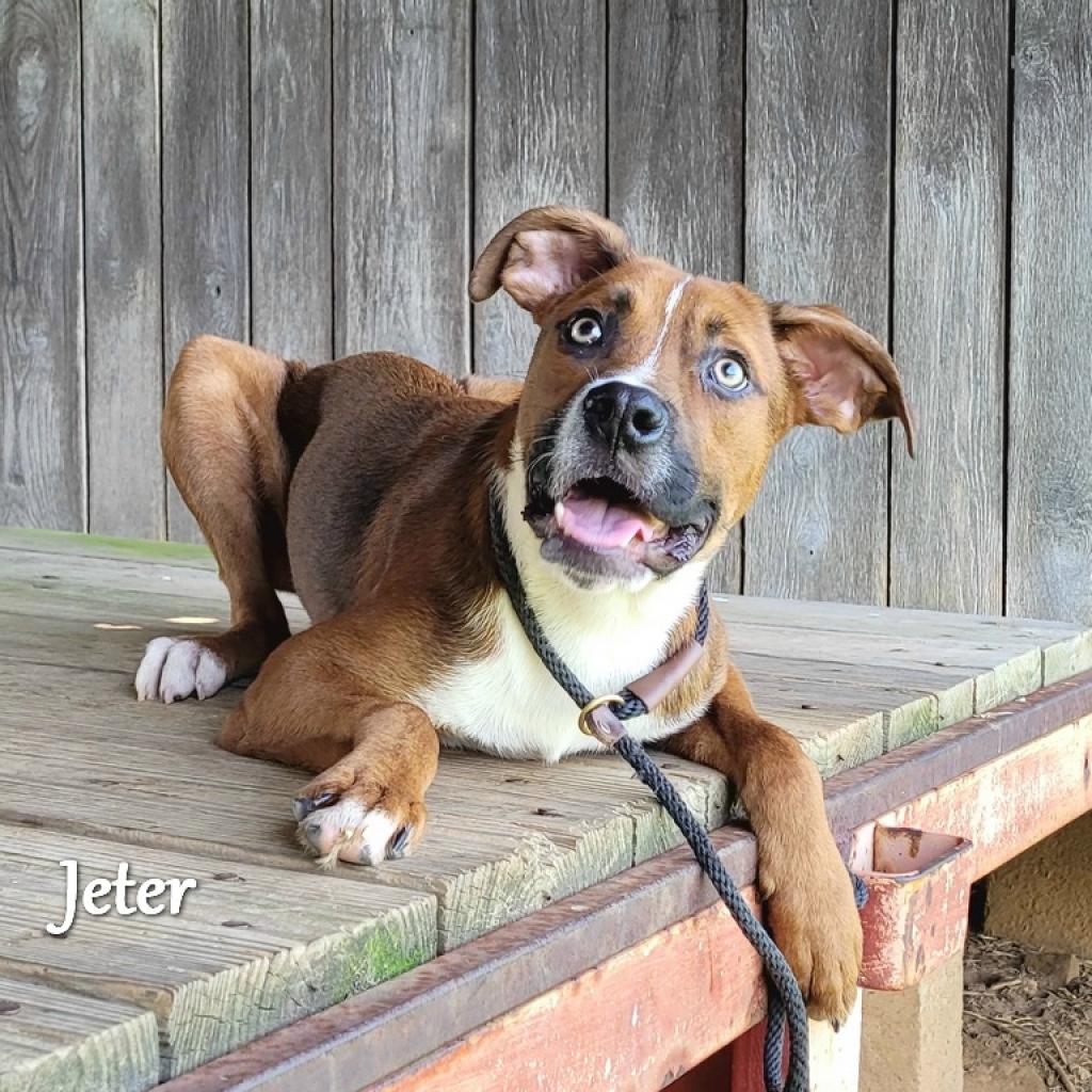 Welcome October with a fresh pumpkin and an adoptable pet. Oct 7-8 ...