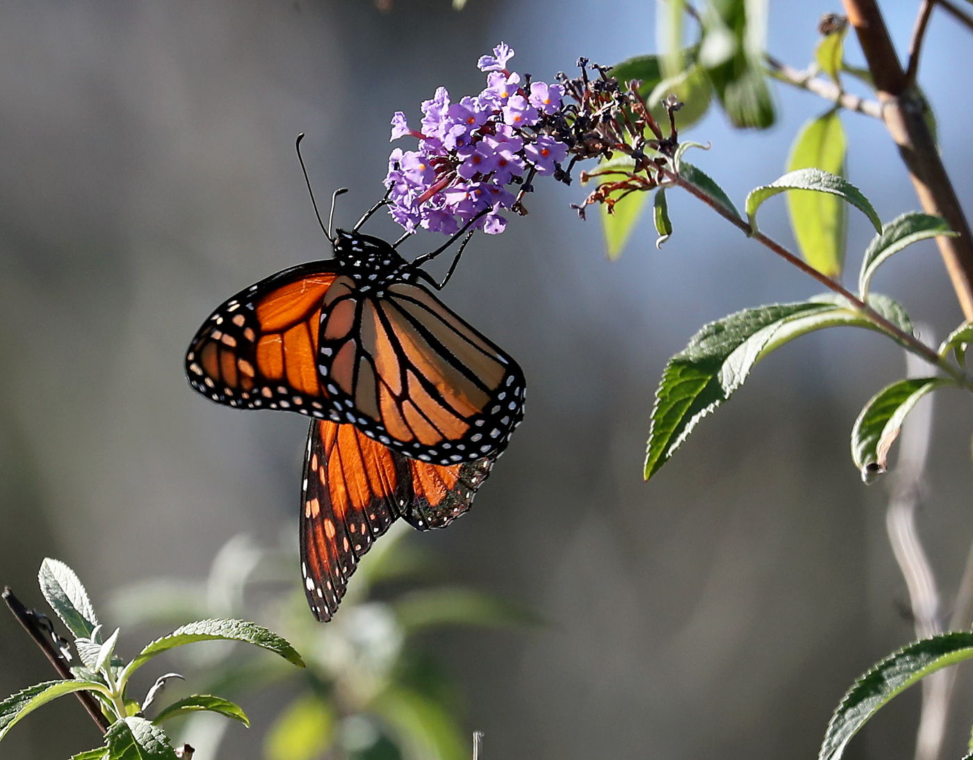 Monarch butterflies along the fall migration route in New Jersey - nj.com