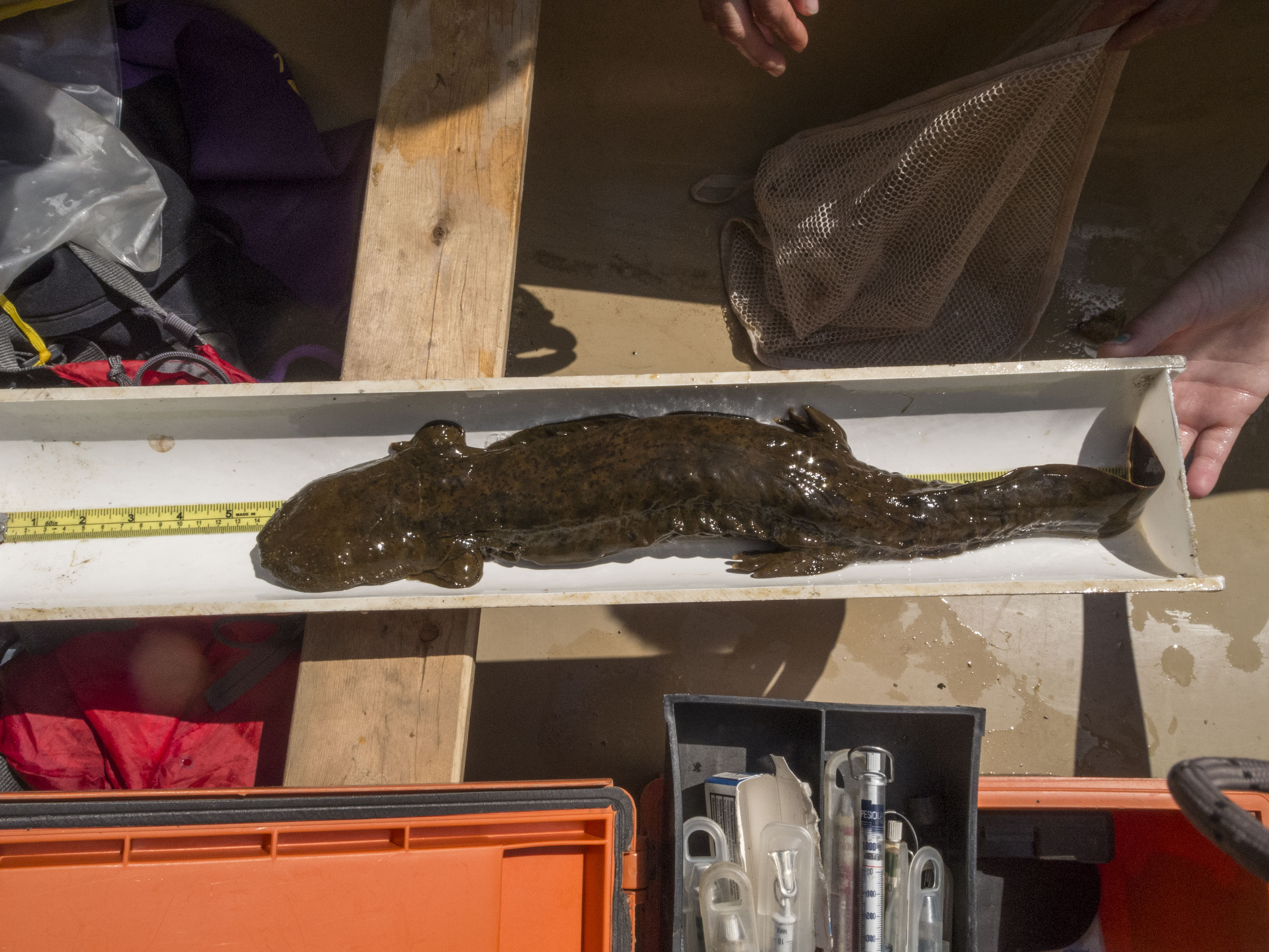 Eastern hellbender in Alabama - al.com
