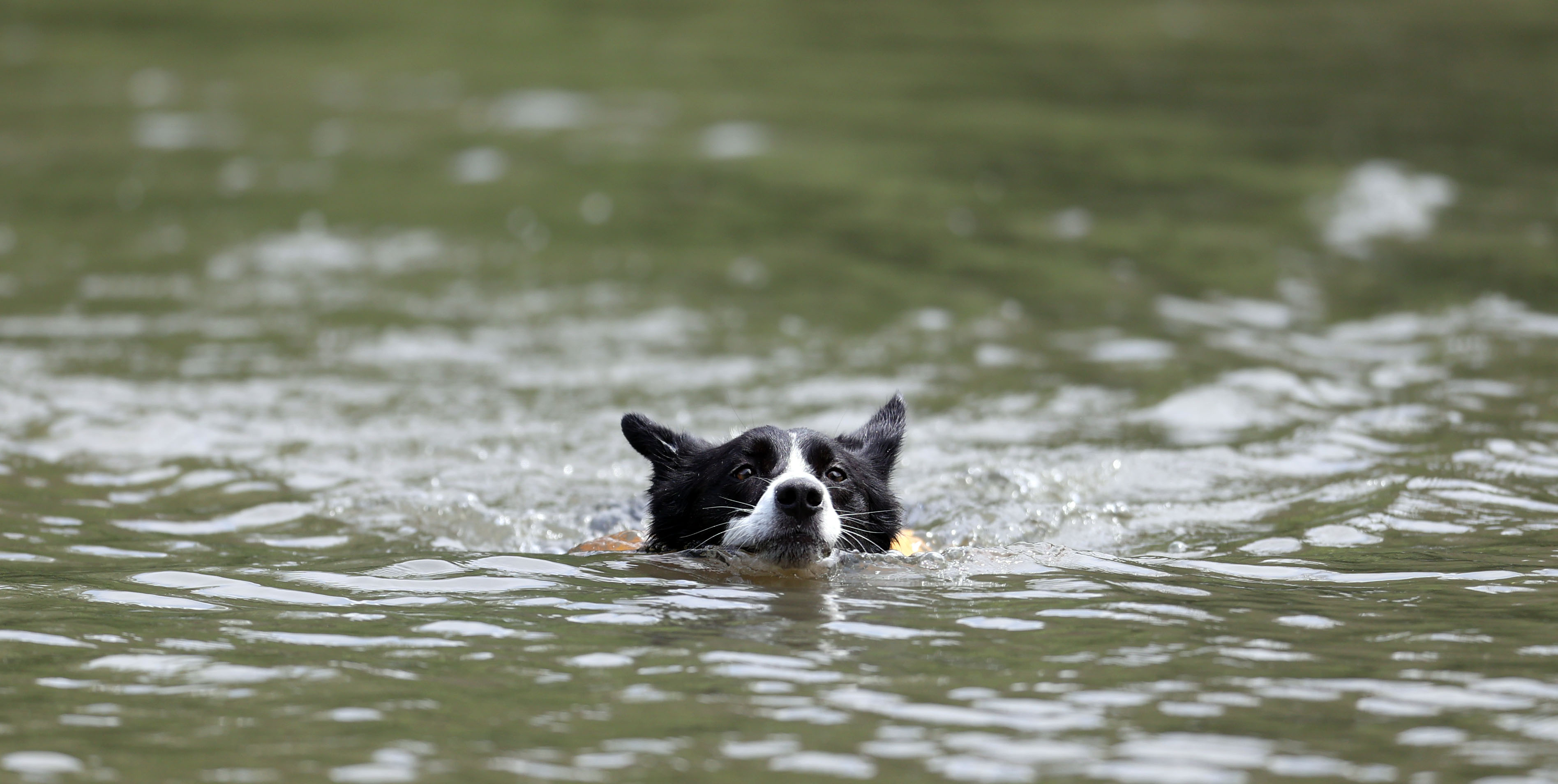 Geese Chasers clear out geese from area land，June 14，2023 - cleveland.com