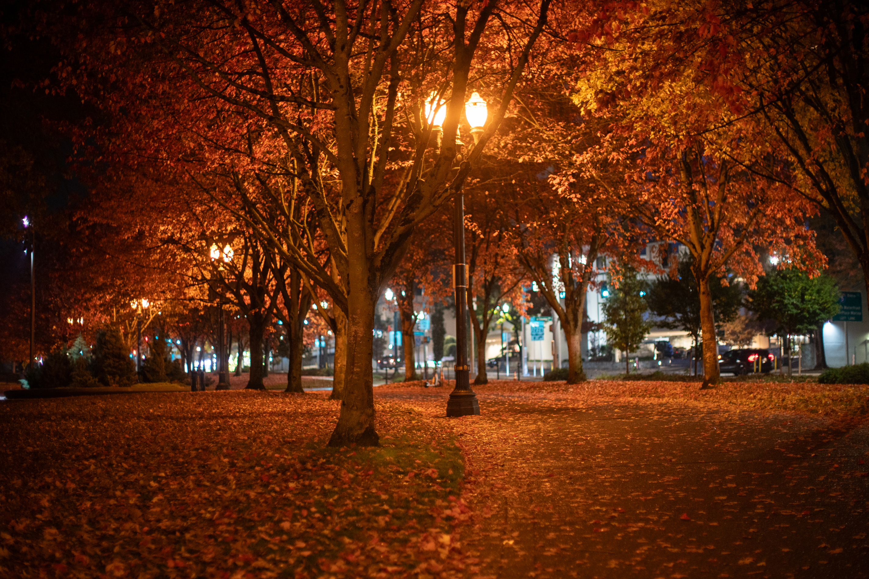 A fall Portland night November 7, 2024 - oregonlive.com