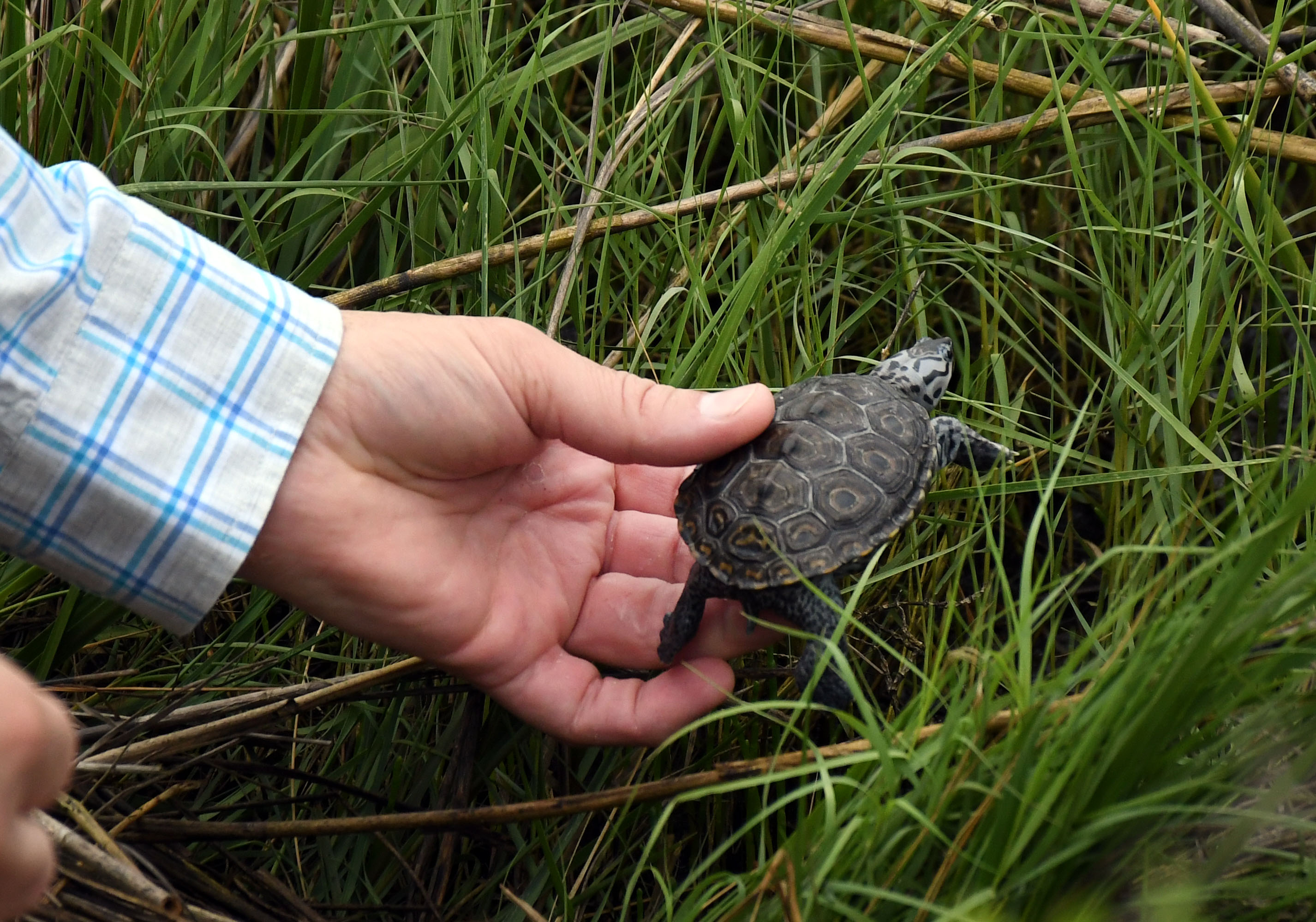 Stockton terrapins released into the marshes of Cape May County - nj.com