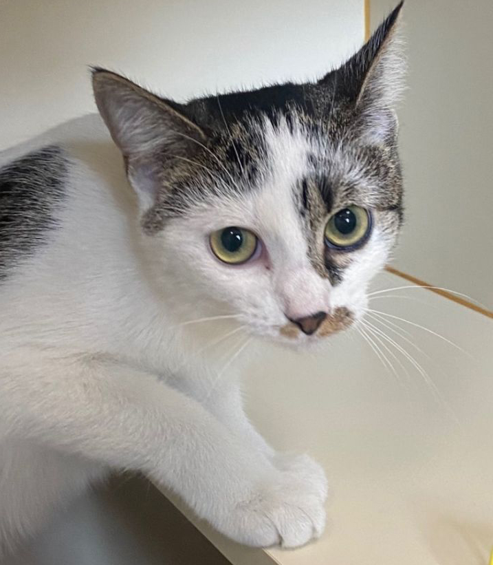 N.J. pets in need: Jan. 23, 2023 - nj.com