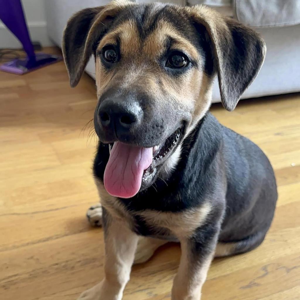 Rain or shine, it's a beautiful day! Enjoy your days with an adoptable ...