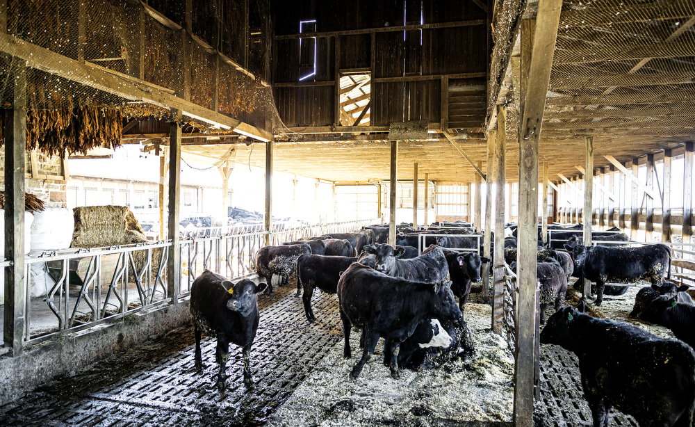 Lancaster County farm raises cattle for Karns Quality Foods - pennlive.com