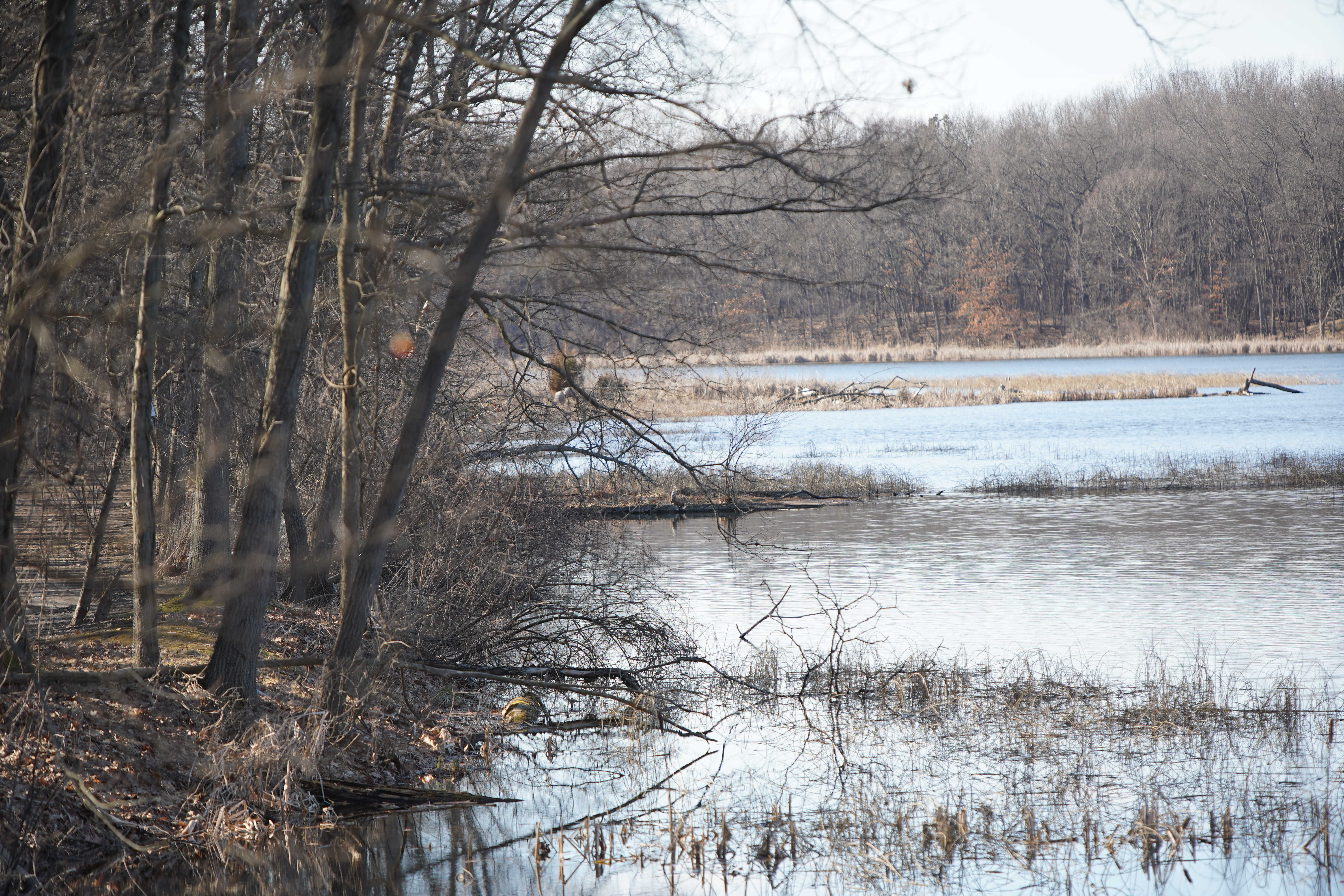 Asylum Lake Preserve - mlive.com
