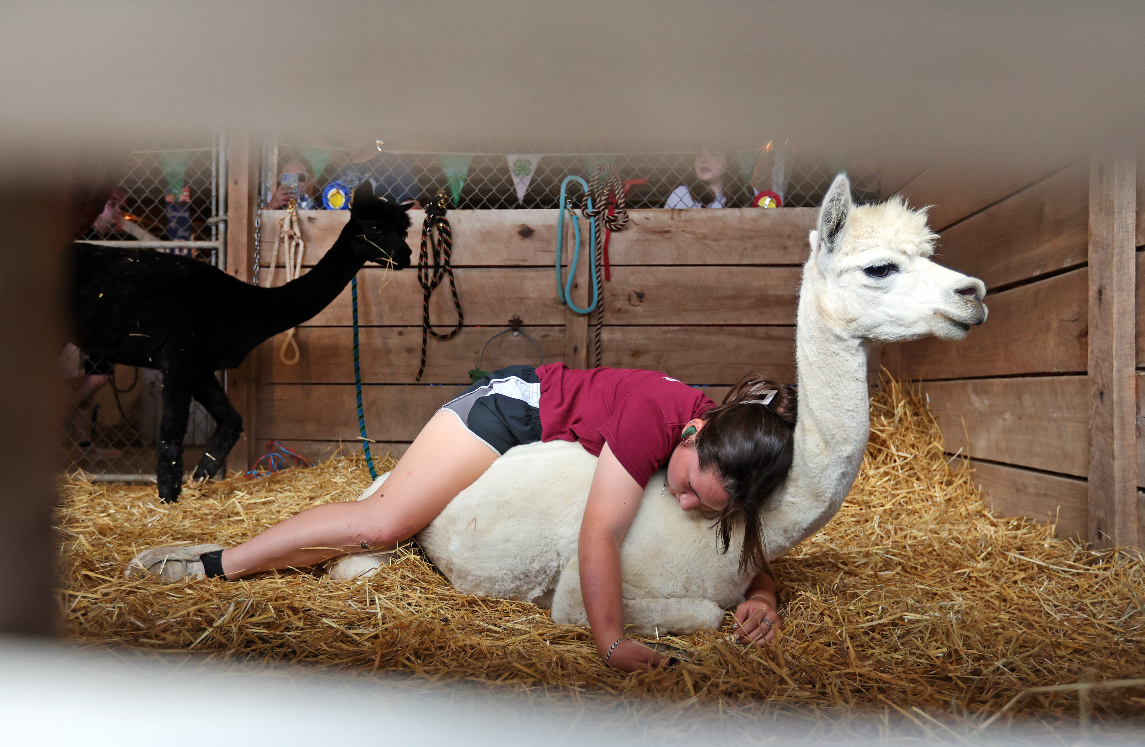 128th annual Cuyahoga County Fair , August 8, 2025 - cleveland.com