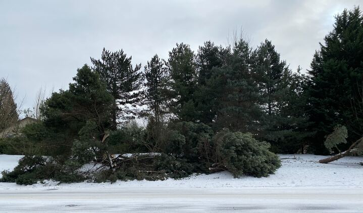 Fallen trees in Portland area storm - oregonlive.com