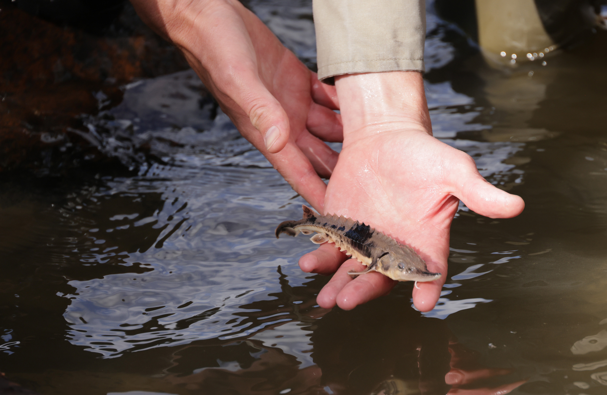 Lake sturgeon released into Cuyahoga River - cleveland.com