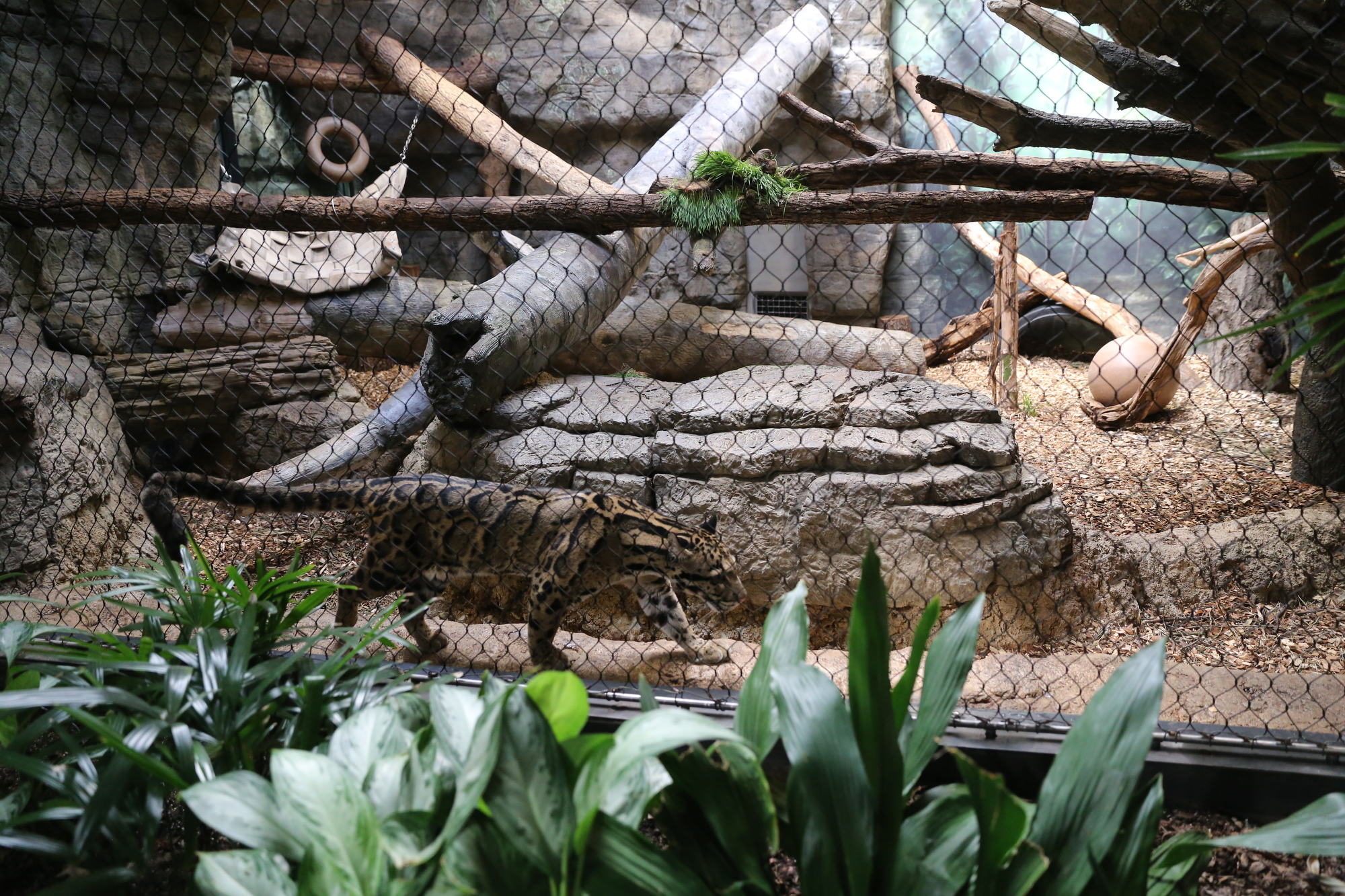 RainForest at Cleveland Zoo reopens - cleveland.com